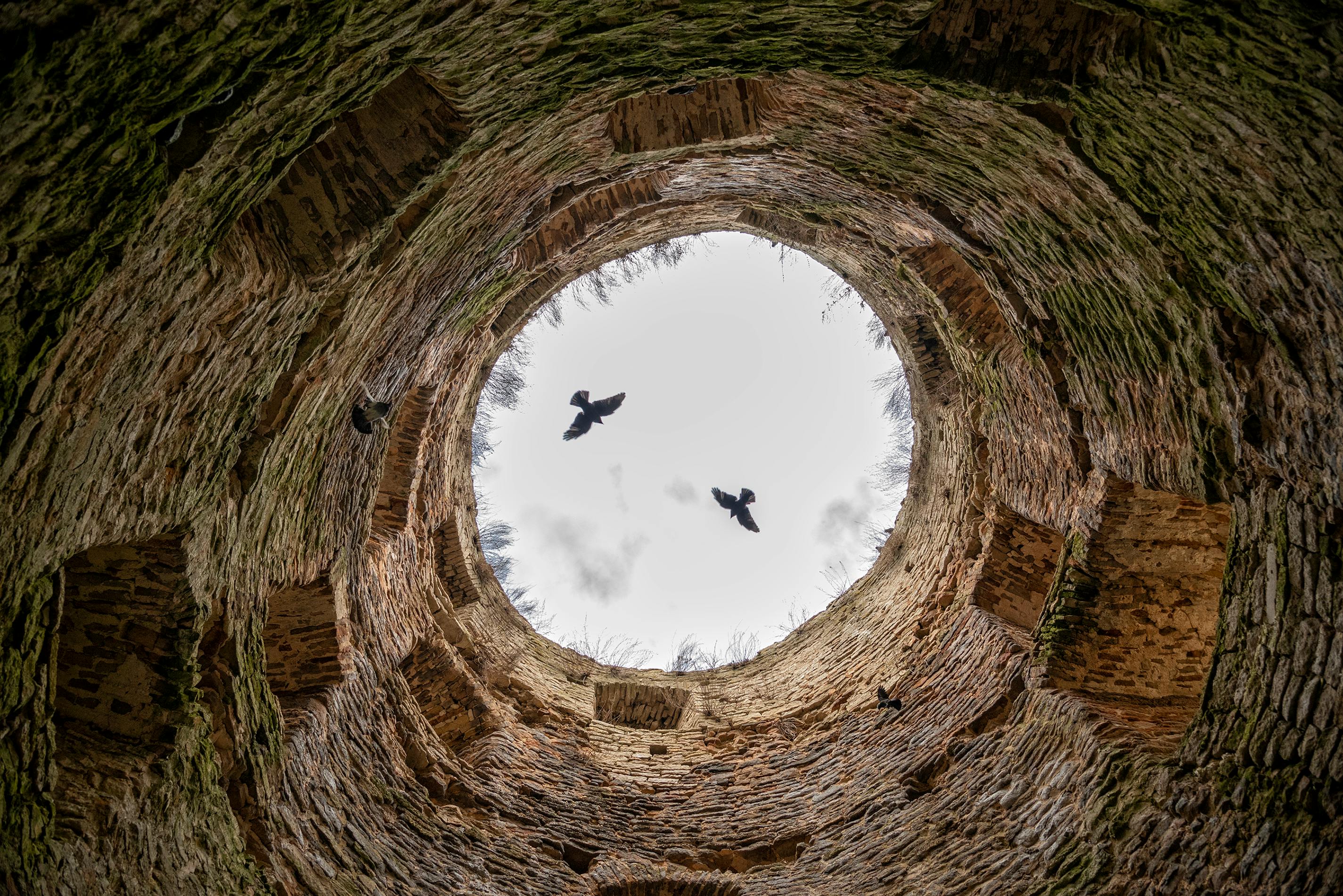 Creative Birds Photos, Download The BEST Free Creative Birds Stock ...