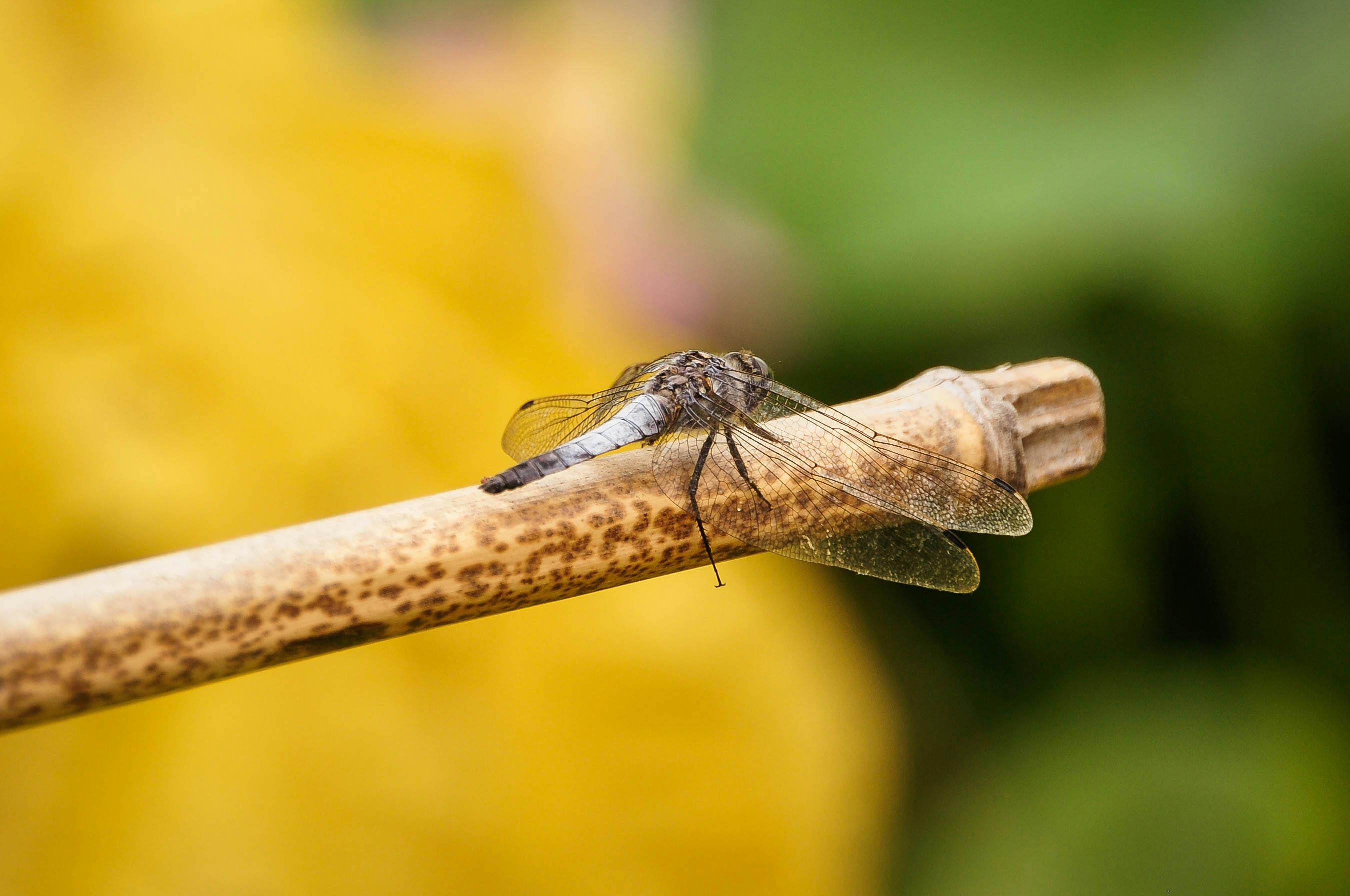 Macro Photography of Dragonfly · Free Stock Photo