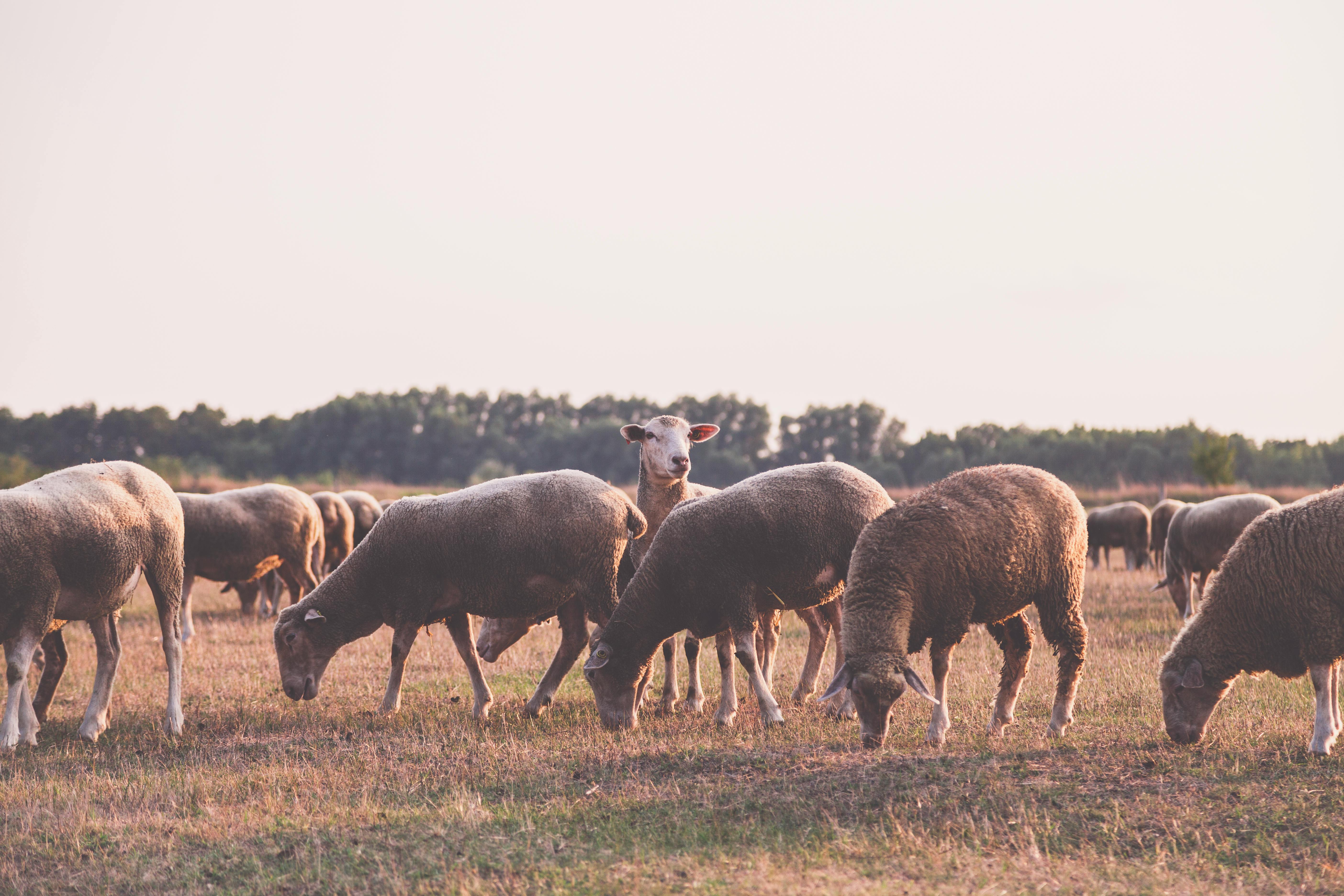 Two Brown Sheep on Brown Field · Free Stock Photo