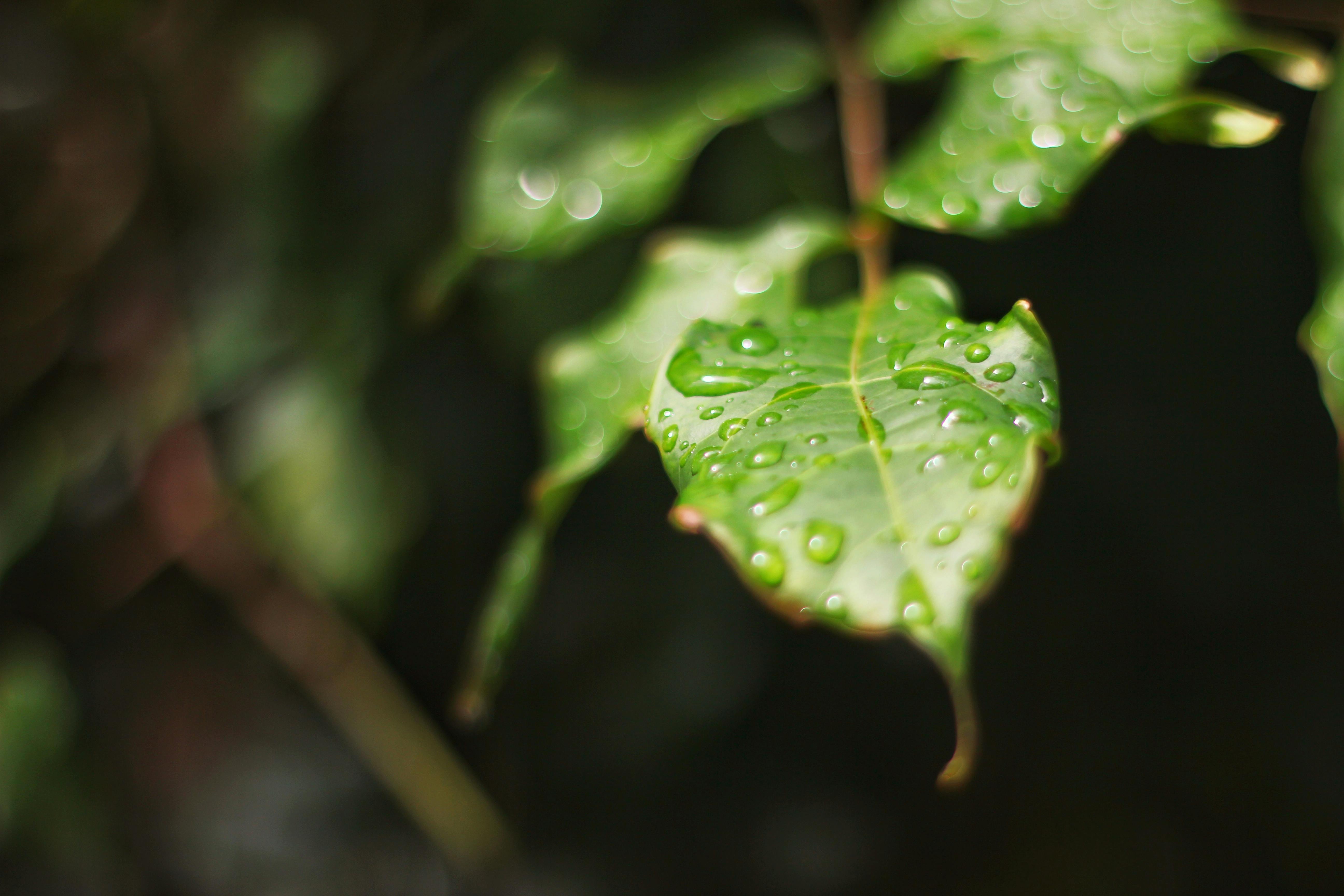 Free stock photo of raining, tears