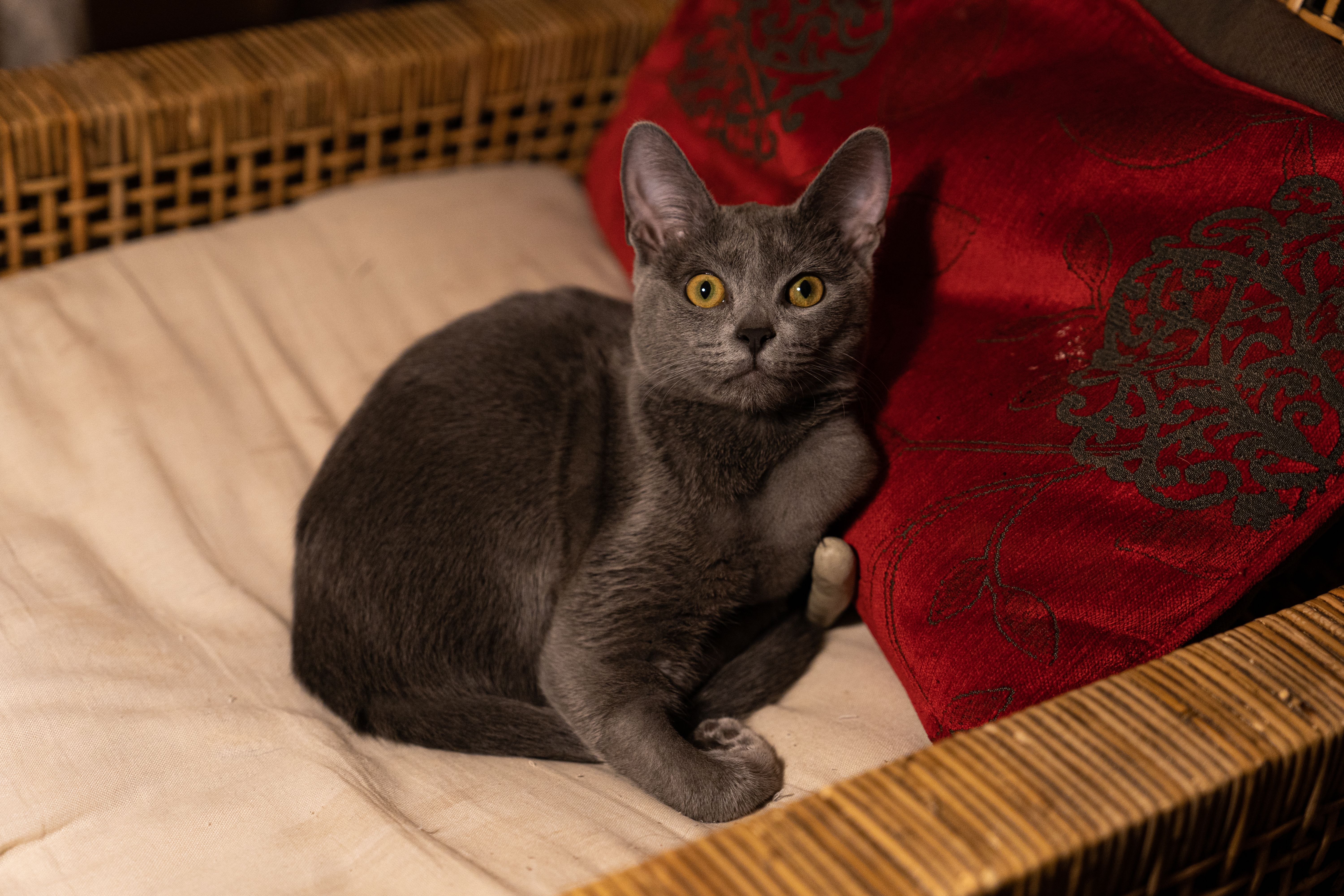 Close-Up Shot of a Russian Gray Cat Lying Down · Free Stock Photo