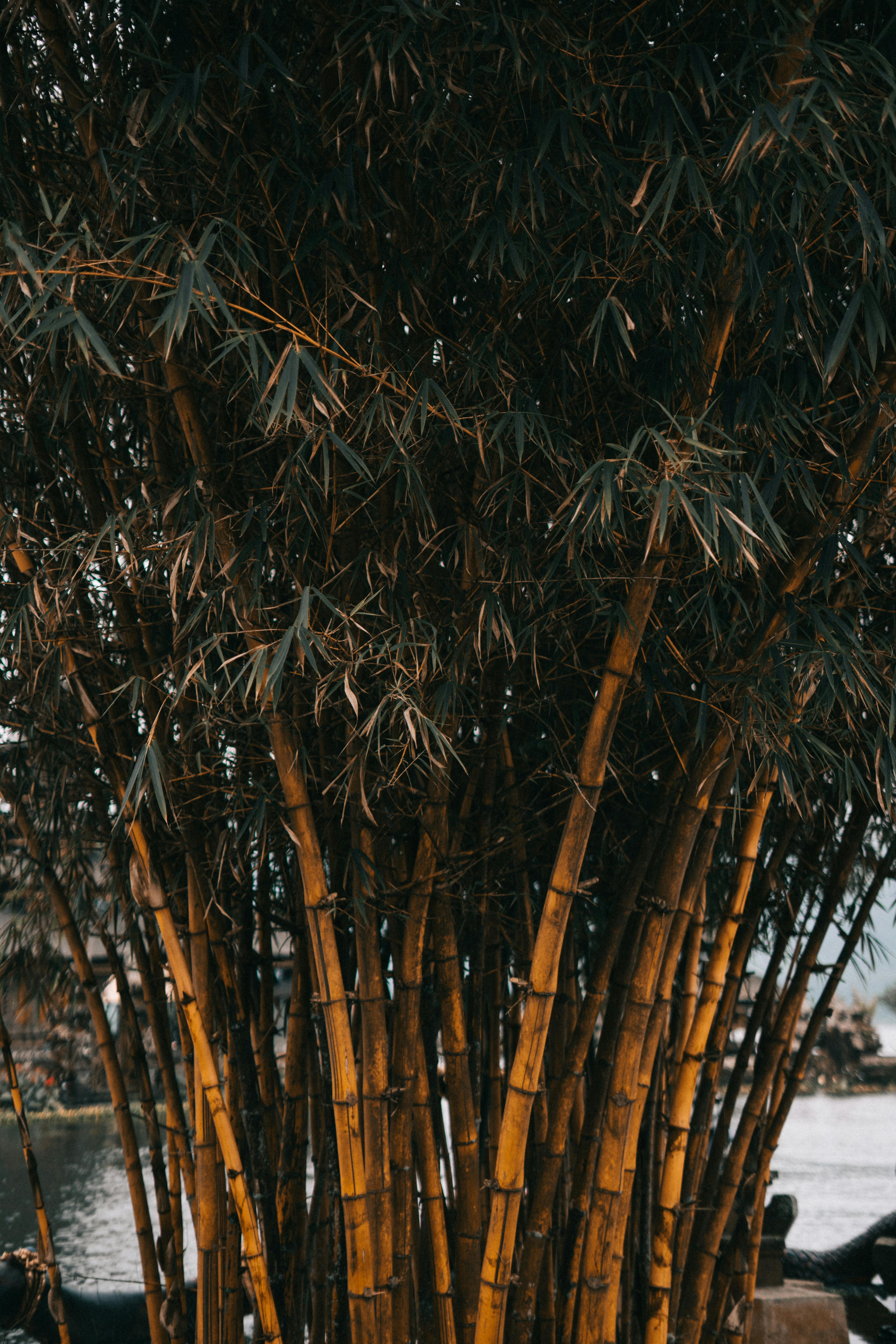 Bamboo Photos, Download The BEST Free Bamboo Stock Photos & HD Images