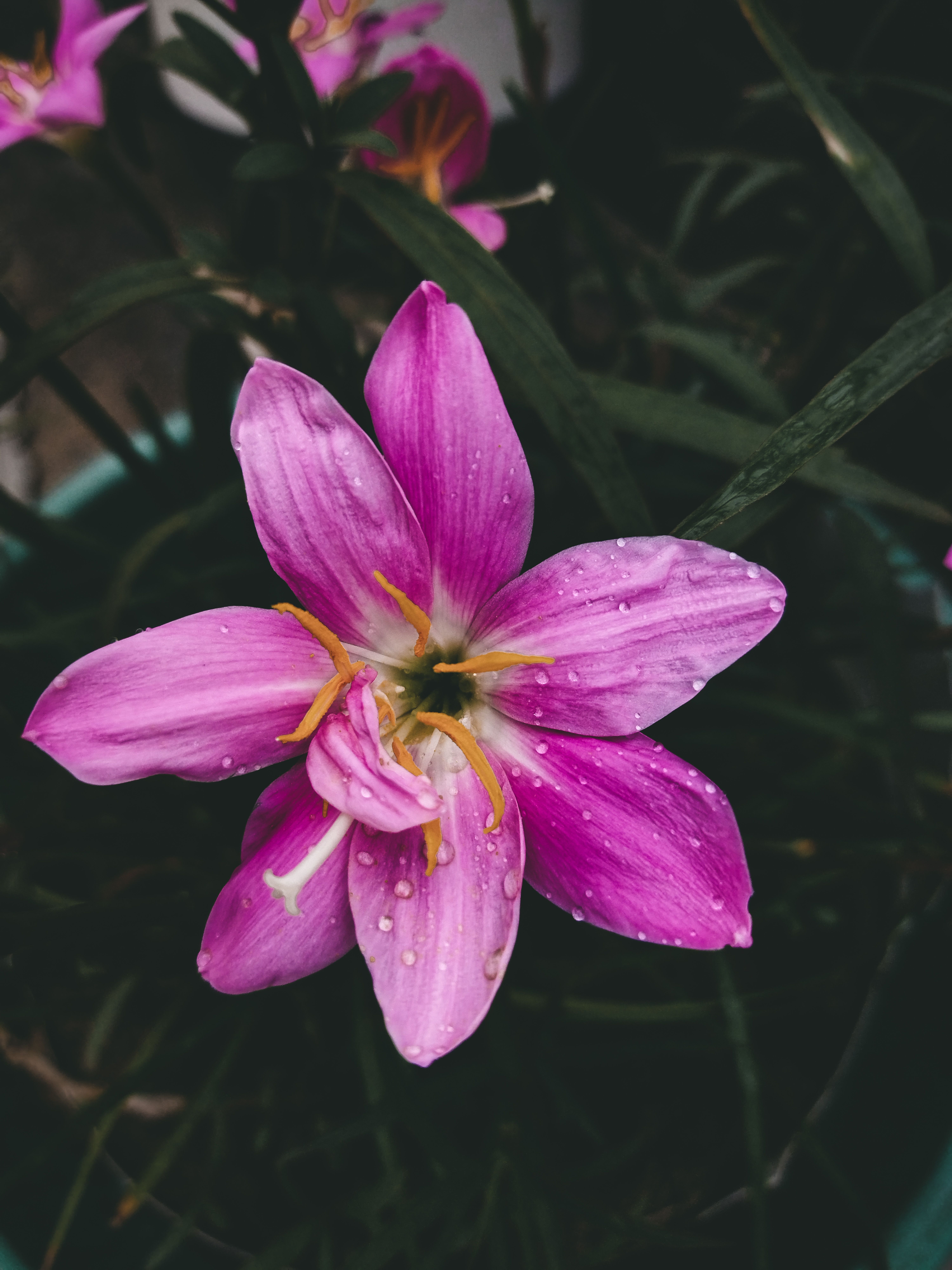 Blooming pink flower with dew growing in garden · Free Stock Photo