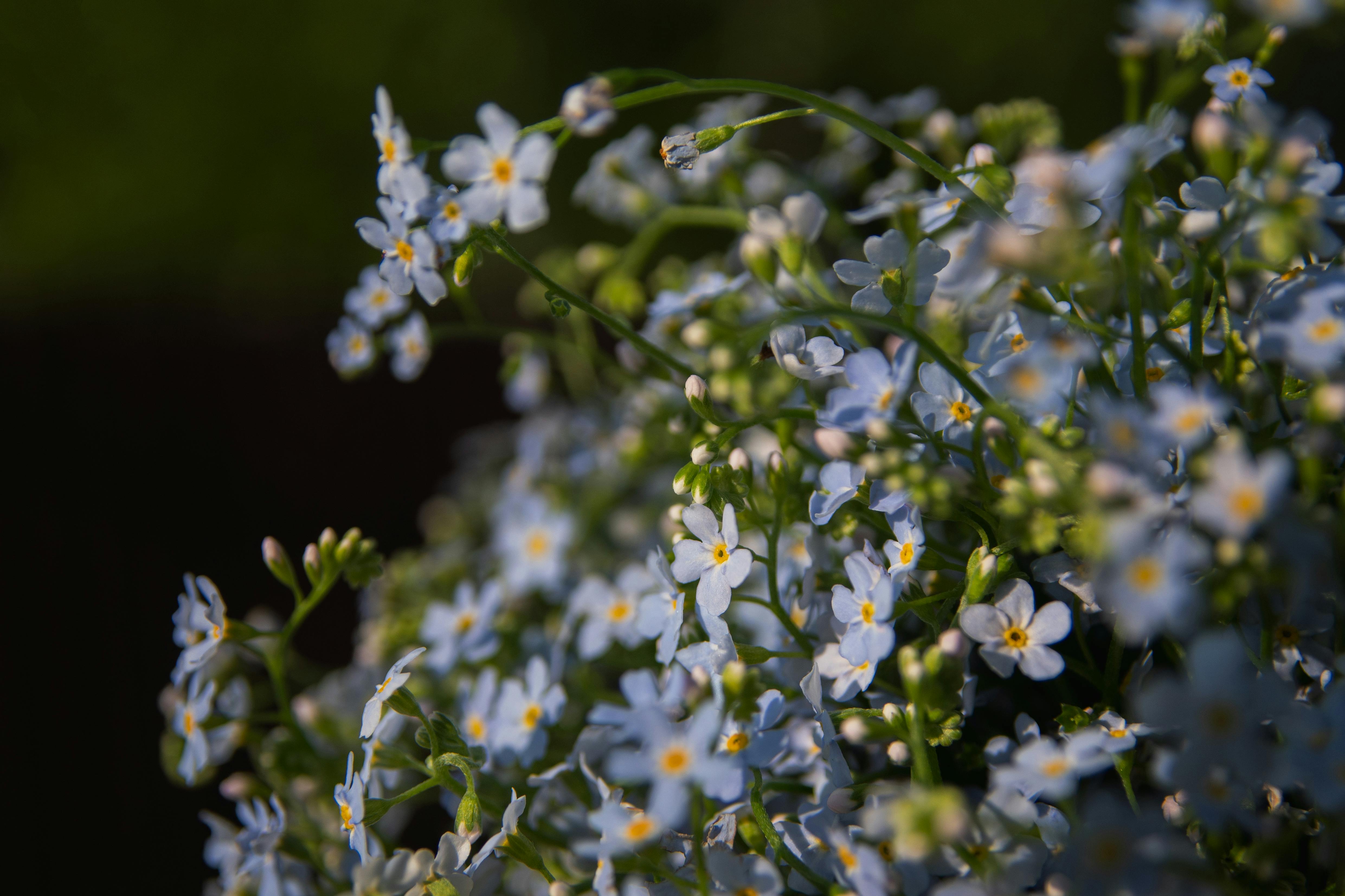 Blue Flowers in Tilt Shift Lens · Free Stock Photo
