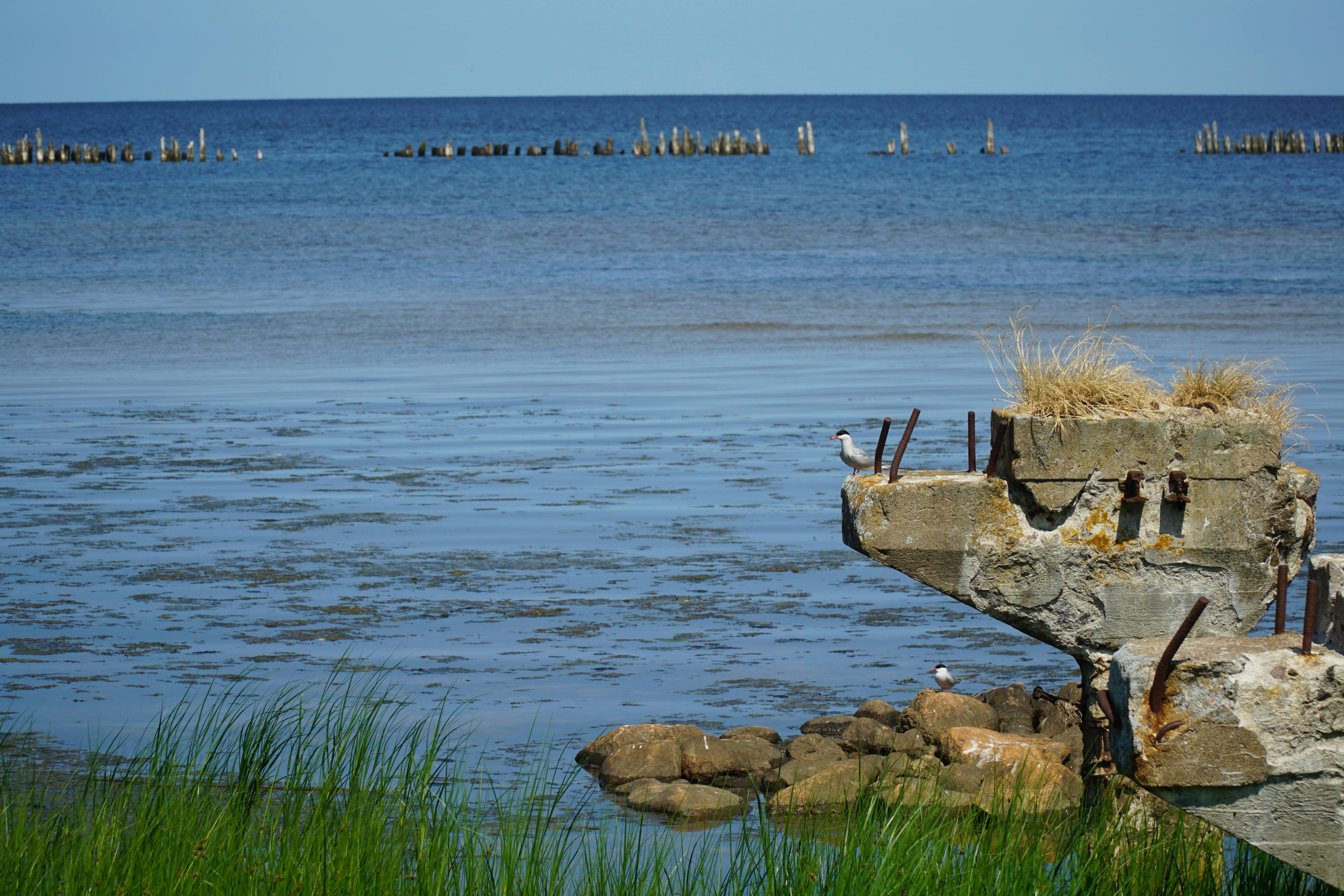 Birds Perched on Rocks Near Sea · Free Stock Photo