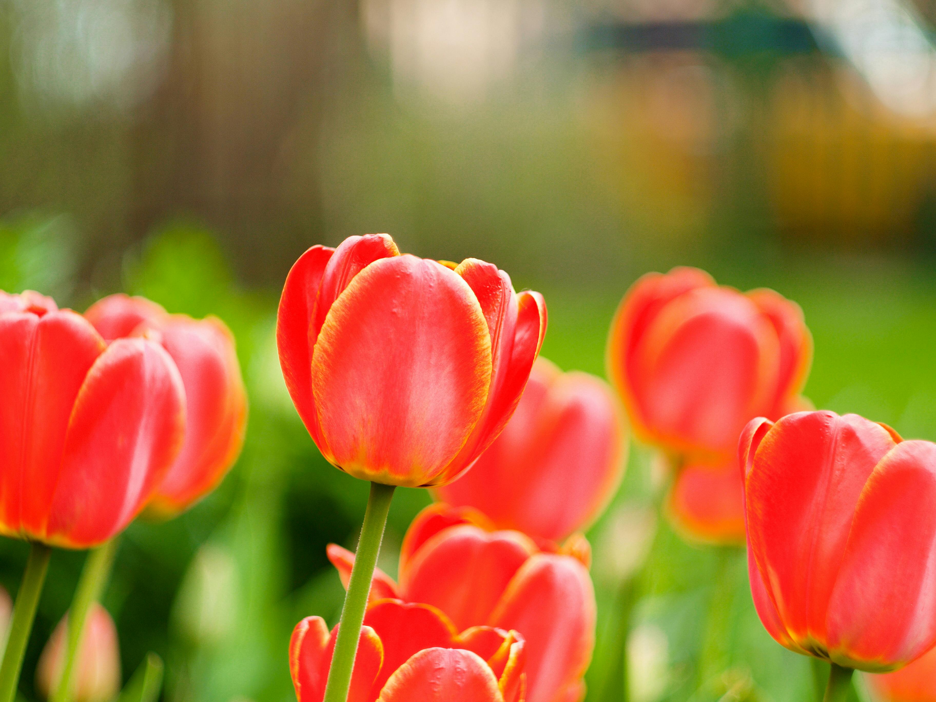 Close-up of Beautiful Bright Tulips · Free Stock Photo