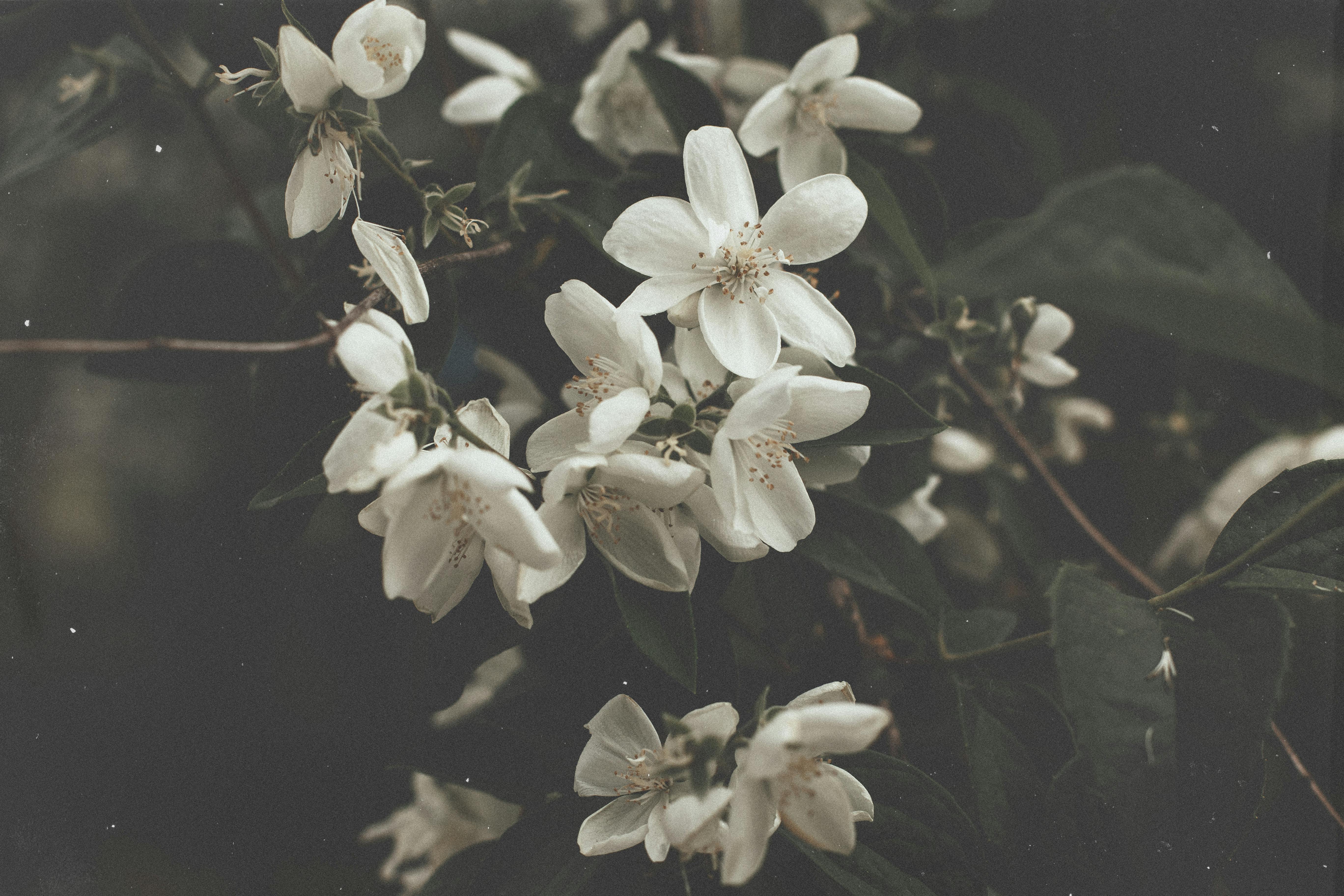 Flowers Blooming on Cherry Tree · Free Stock Photo