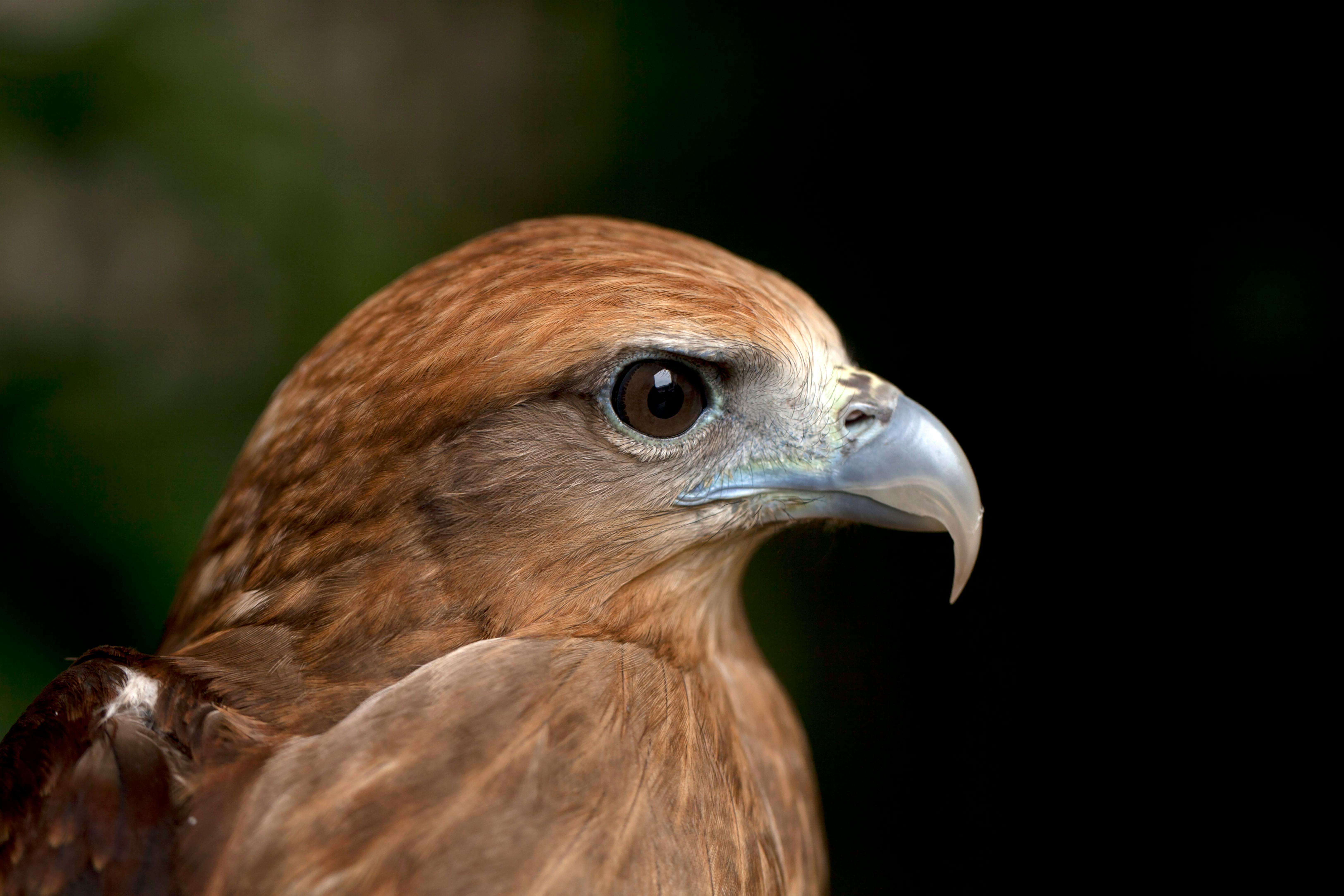 Red Headed Bird in Close Up Photo · Free Stock Photo