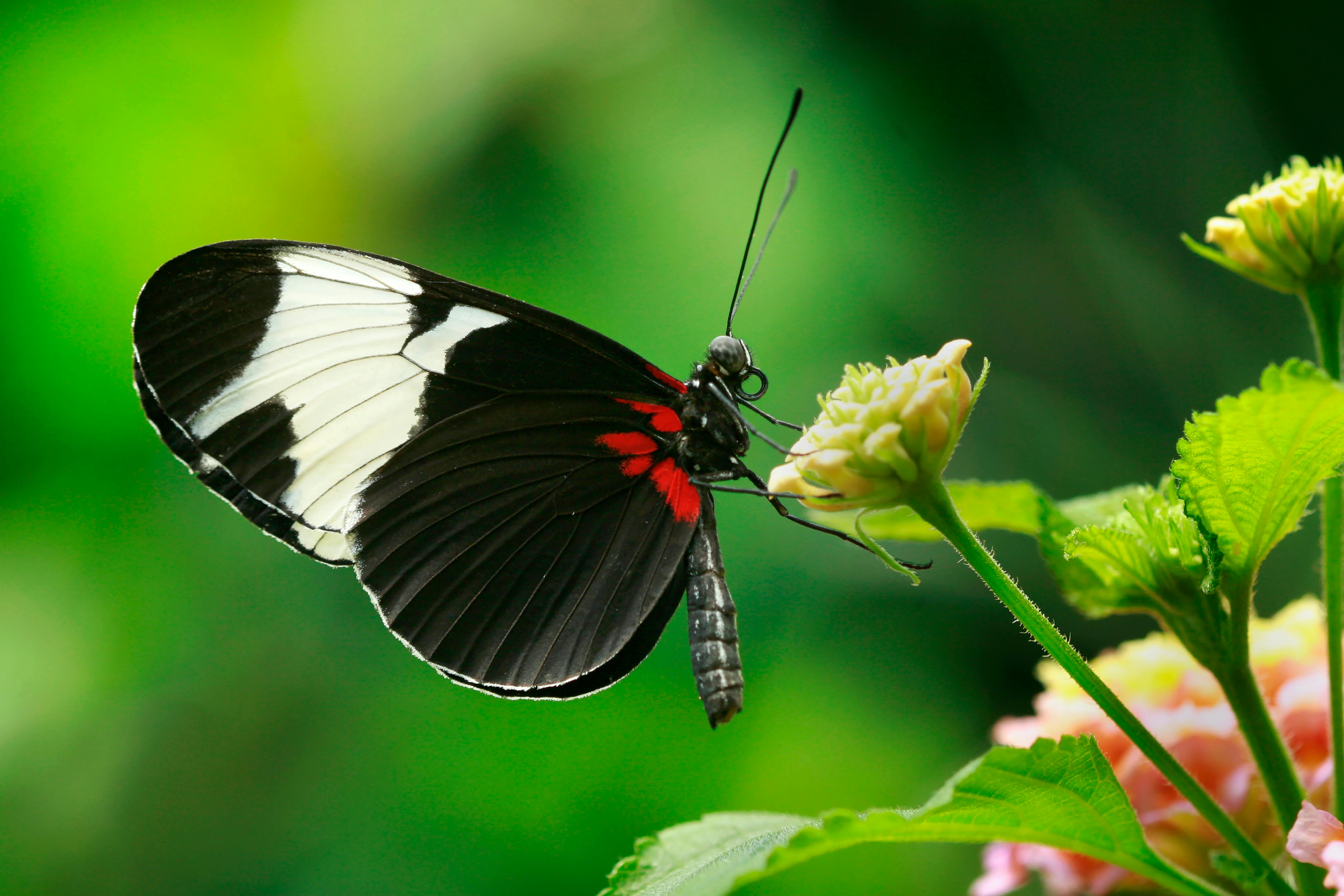 Close-Up Photo of a Sara Longwing Butterfly · Free Stock Photo