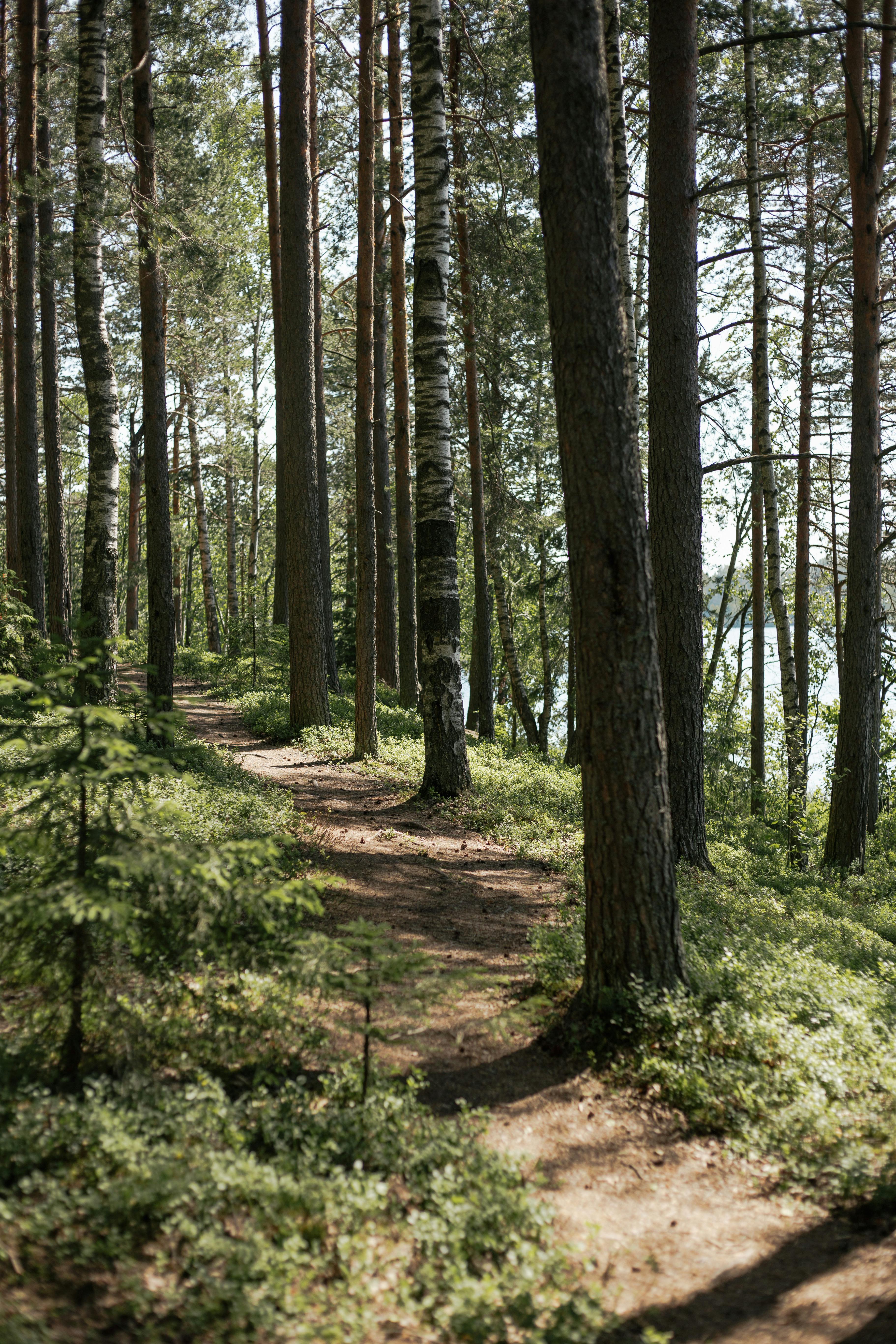 A Pathway in a Forest · Free Stock Photo