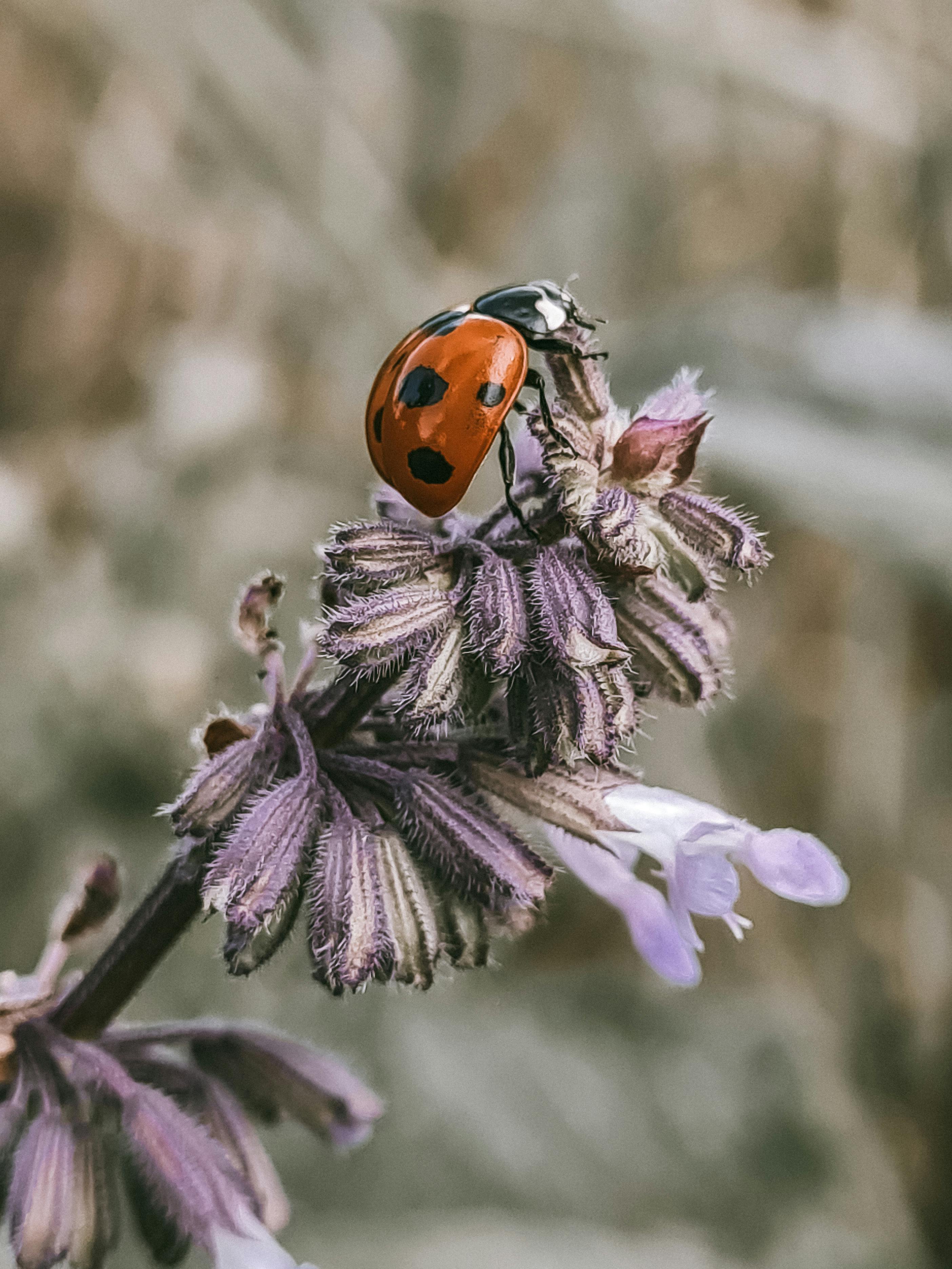 Red and Black Ladybug Perched on Purple Flower in Close Up Photography ...
