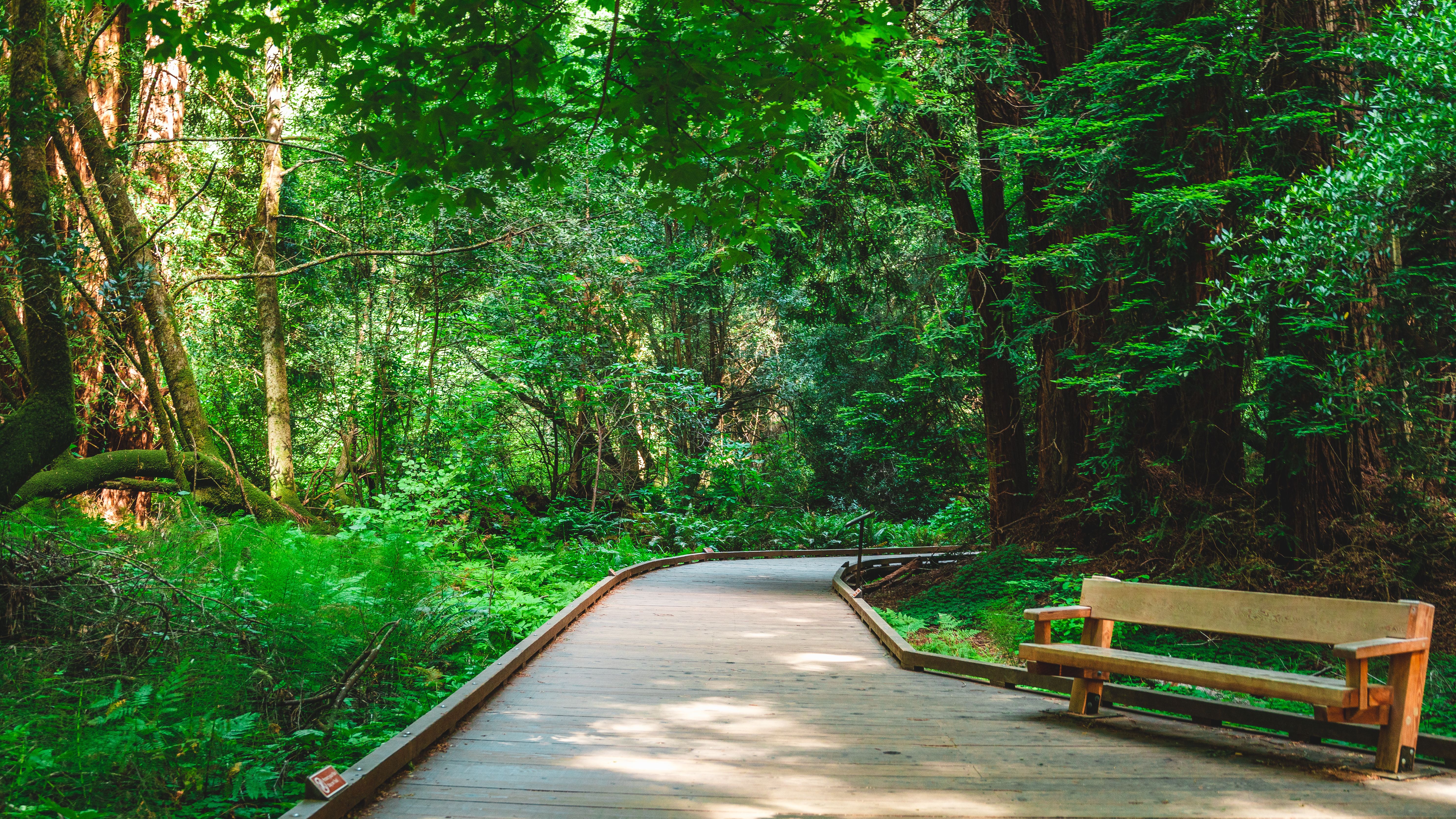 Brown Boardwalk in the Forest · Free Stock Photo
