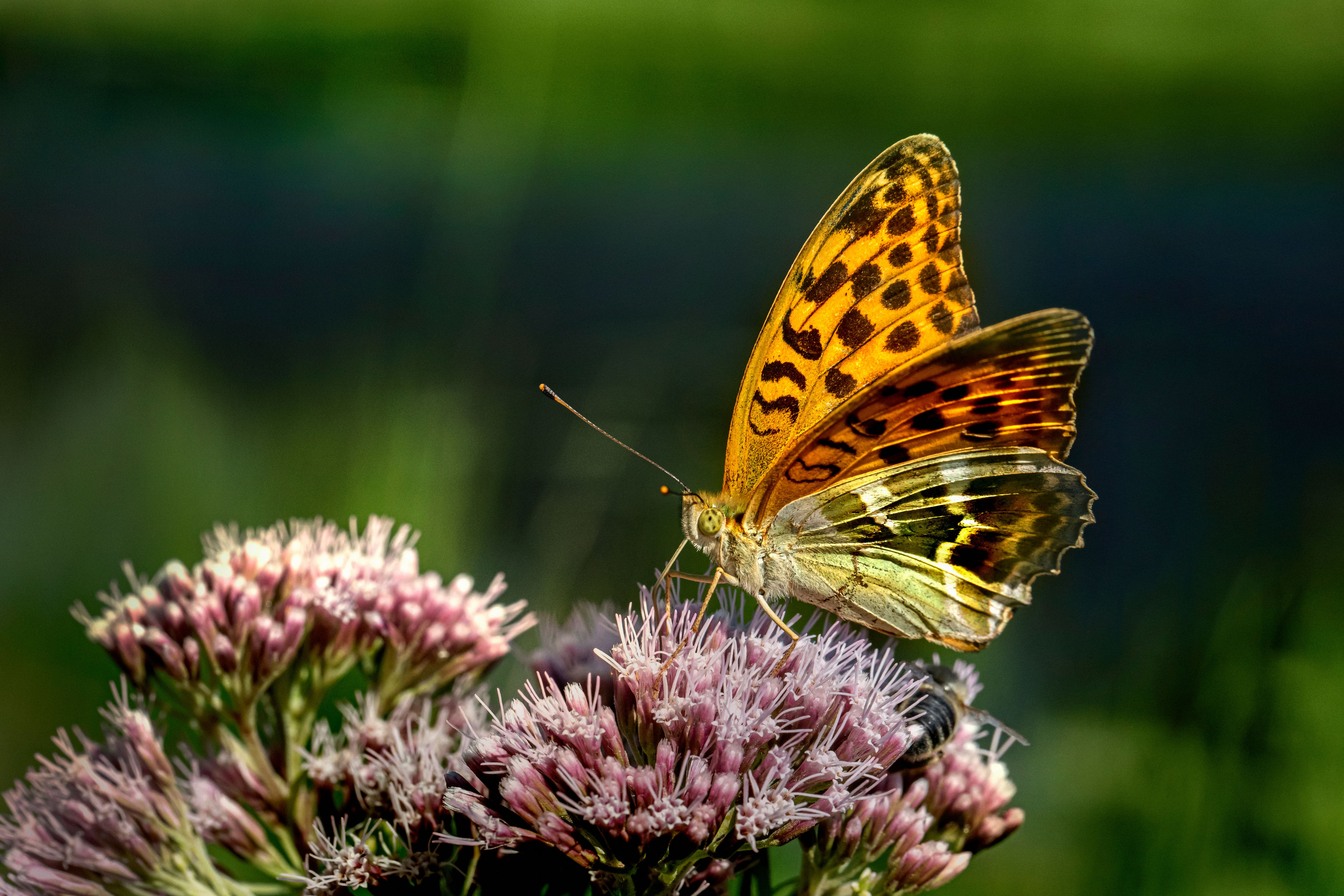 Close Up Photo of Butterfly · Free Stock Photo