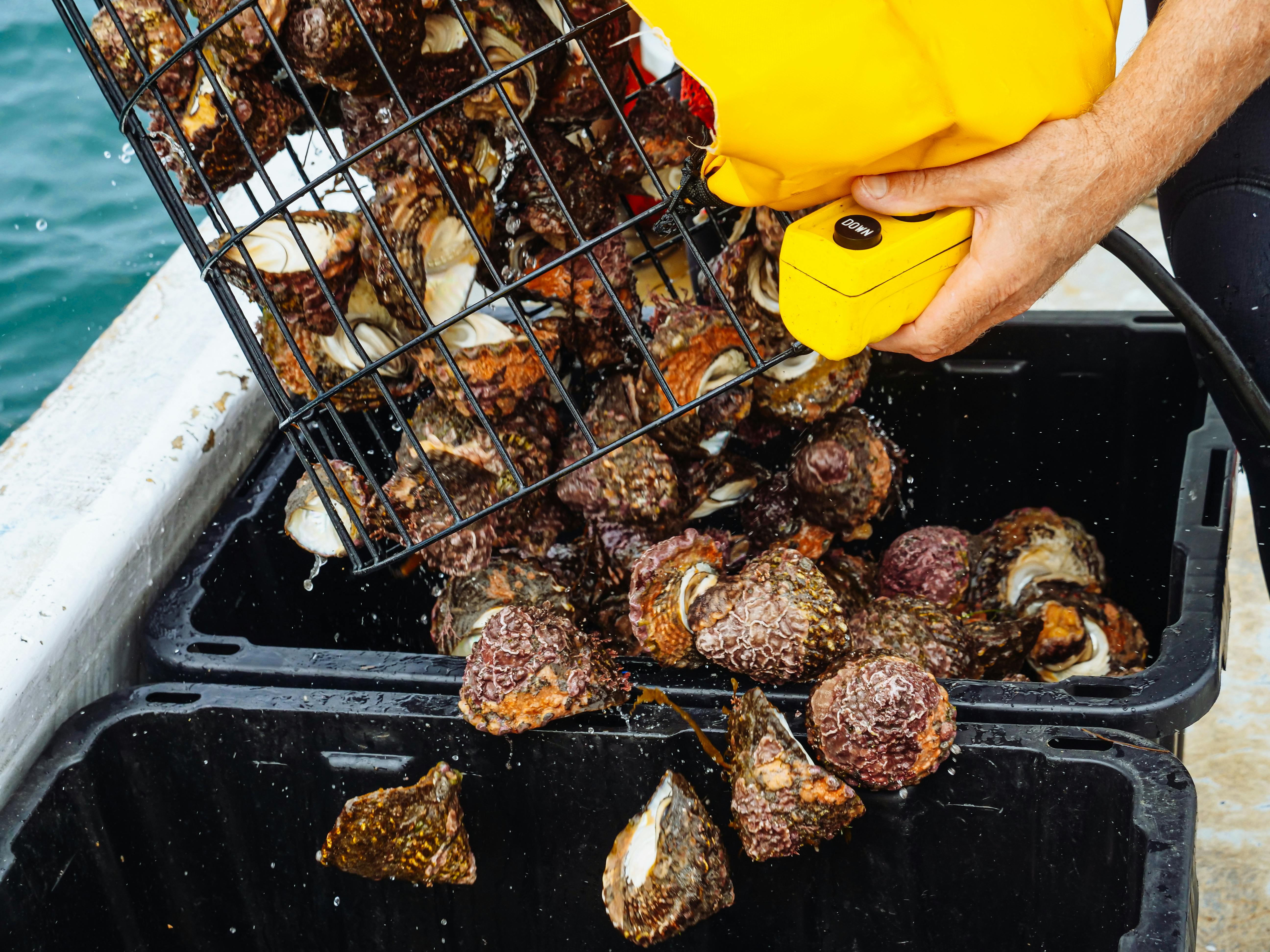 80+ Best Cookout Photos · 100% Free Download · Pexels Stock Photos