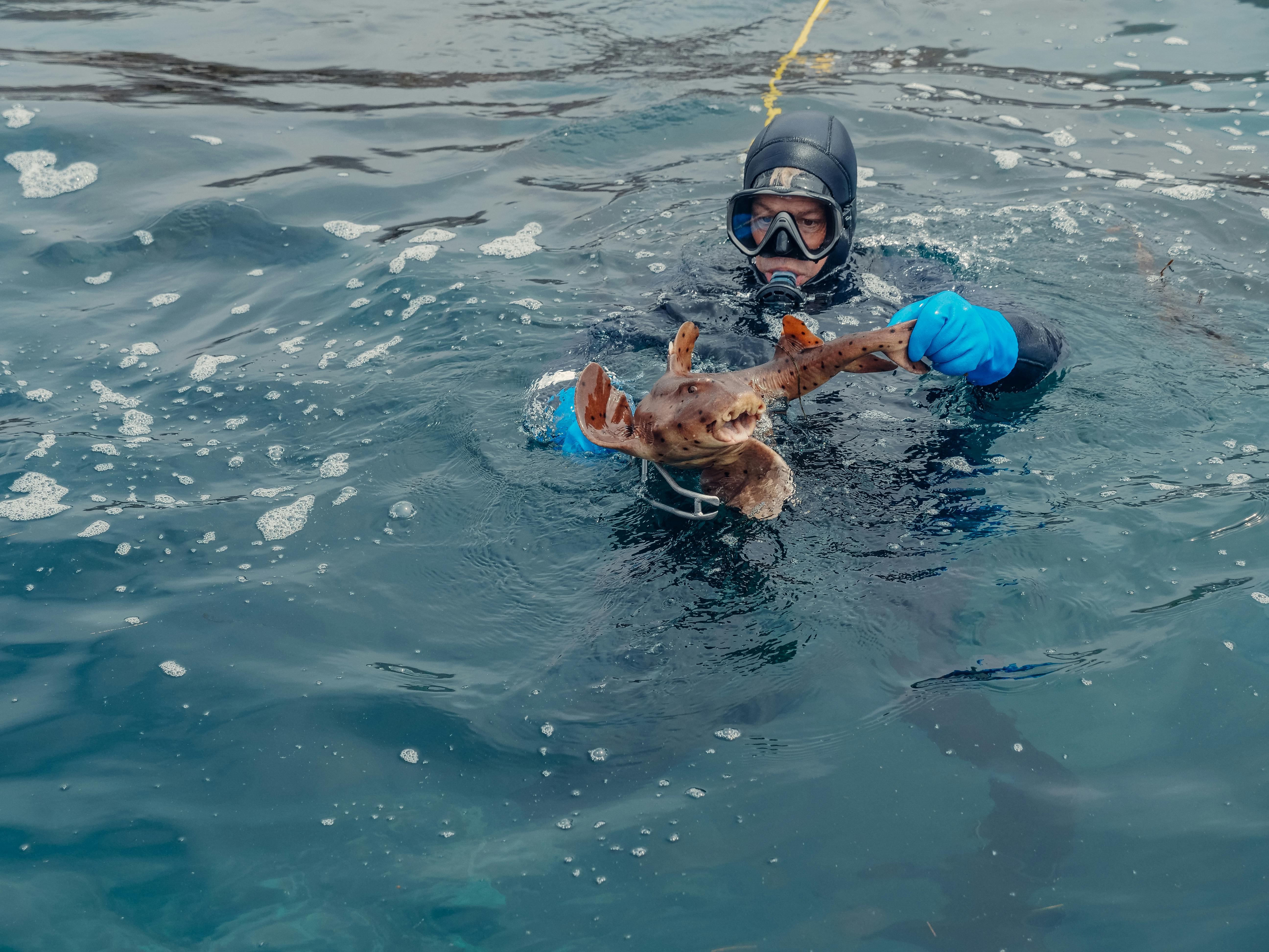 Free stock photo of 4k, adventure, animal pictures, appoint, aquatic ...