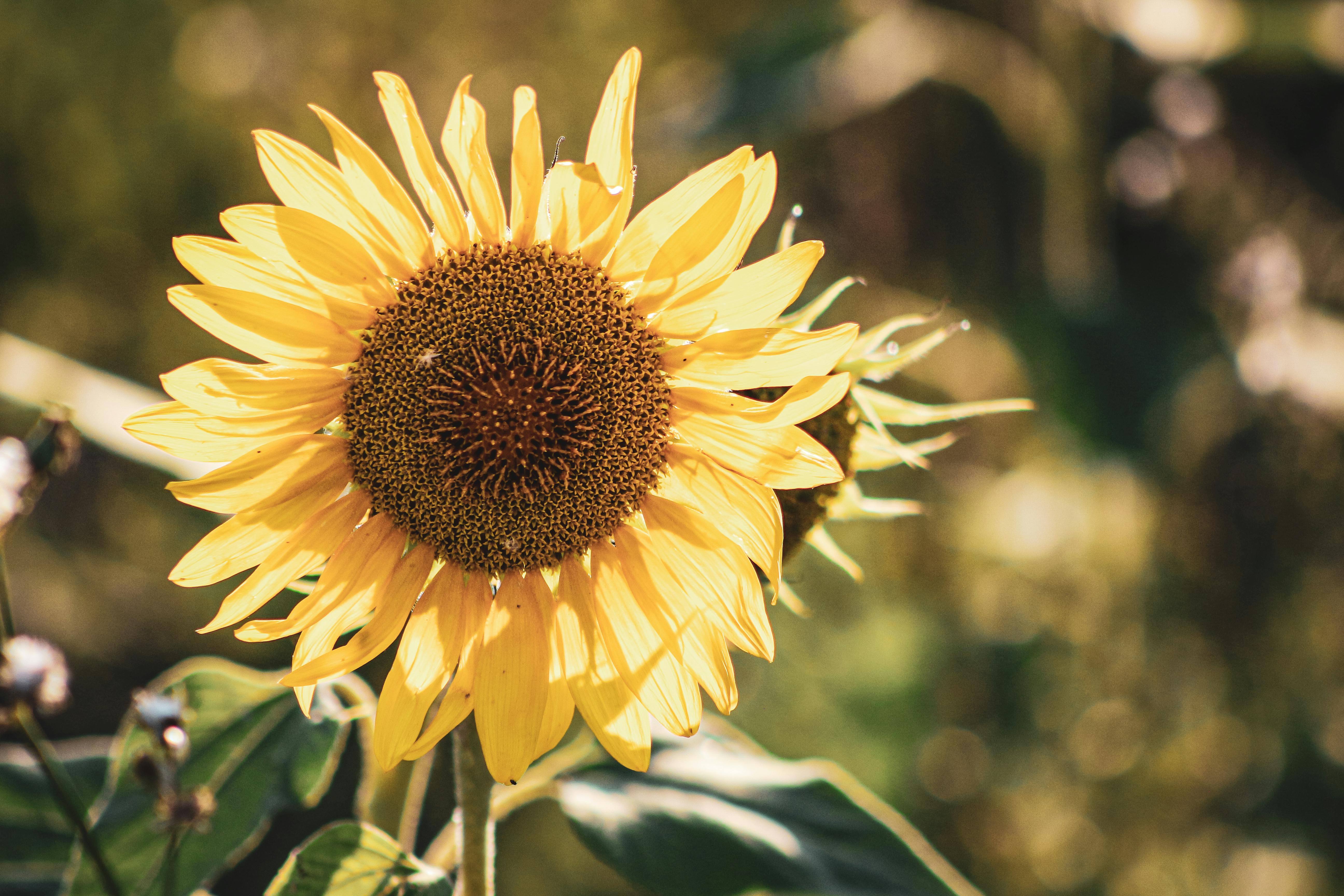 Sunflower in Close Up Photography · Free Stock Photo