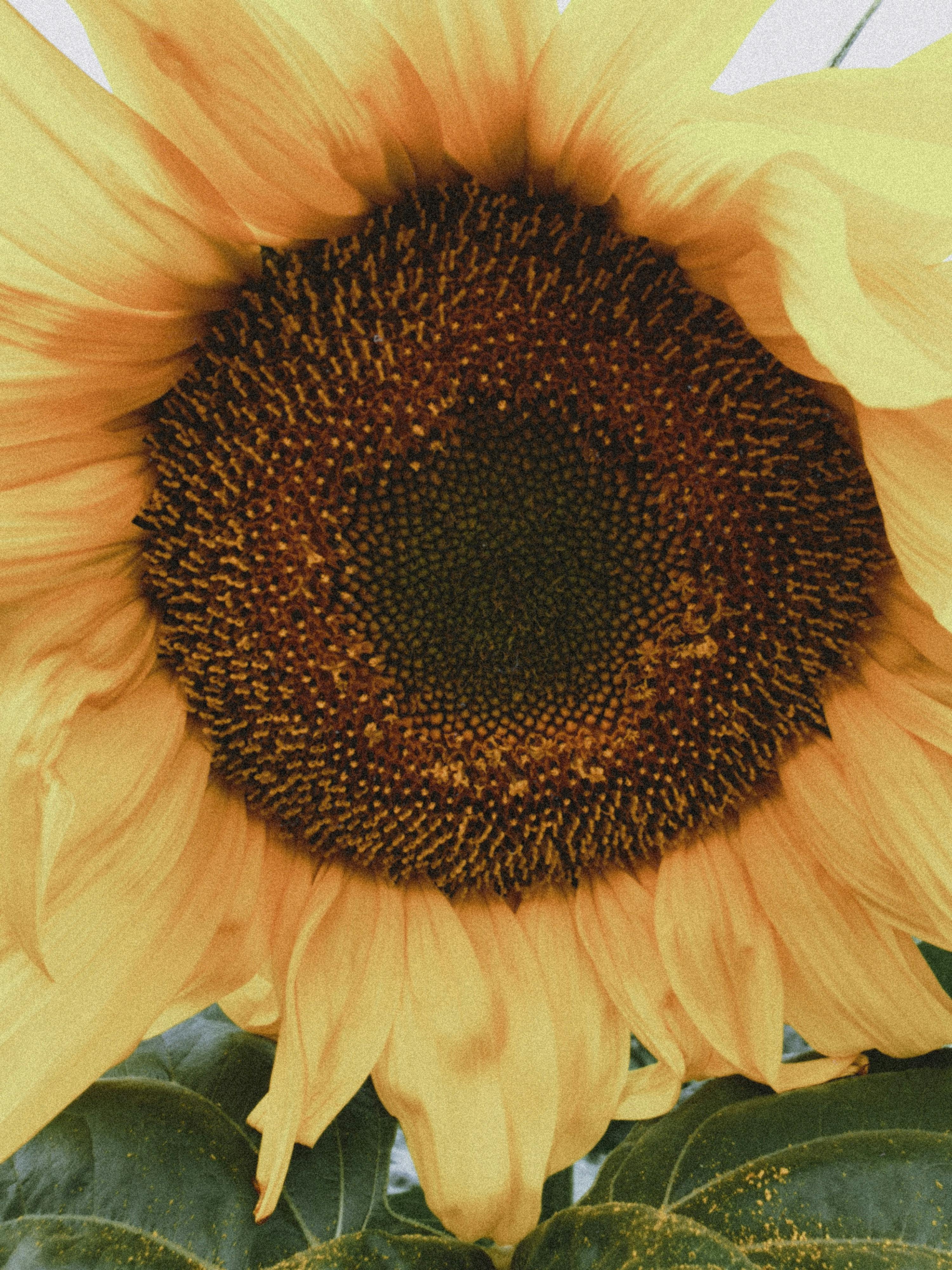 Withering Sunflower Petals · Free Stock Photo