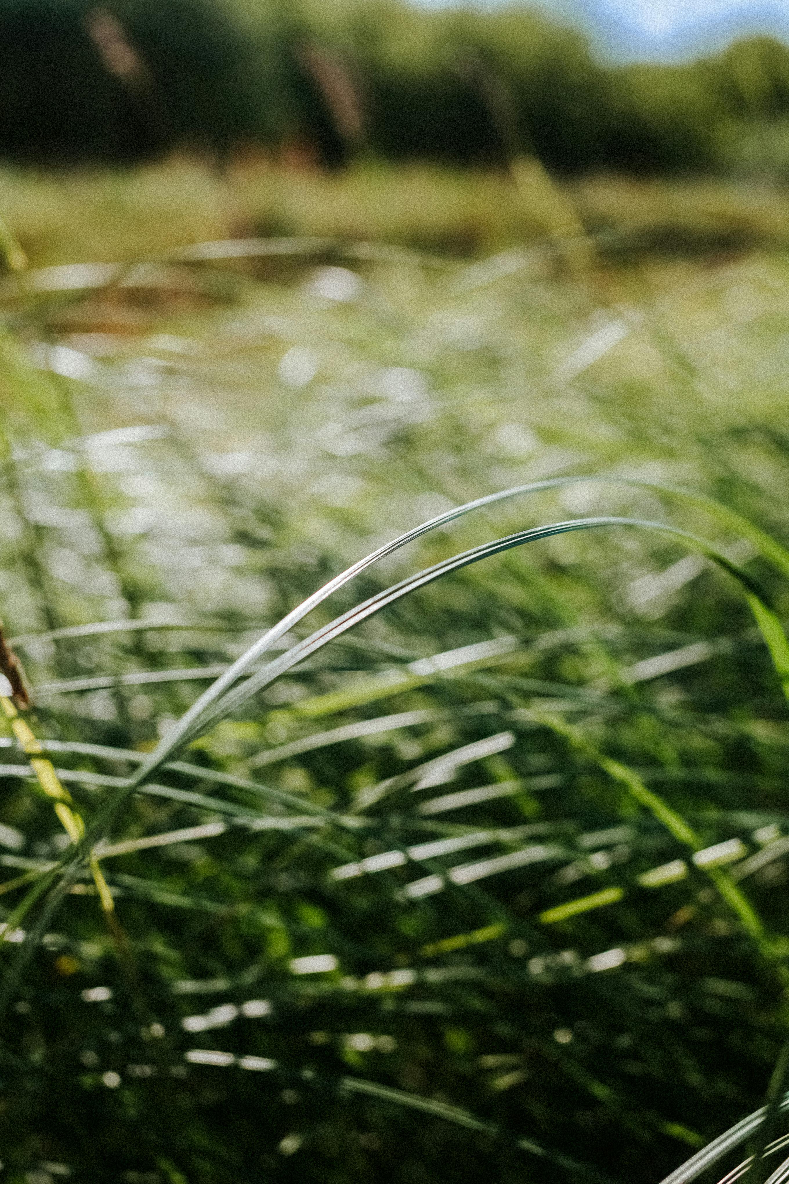 Green Grass in Close Up Photography · Free Stock Photo