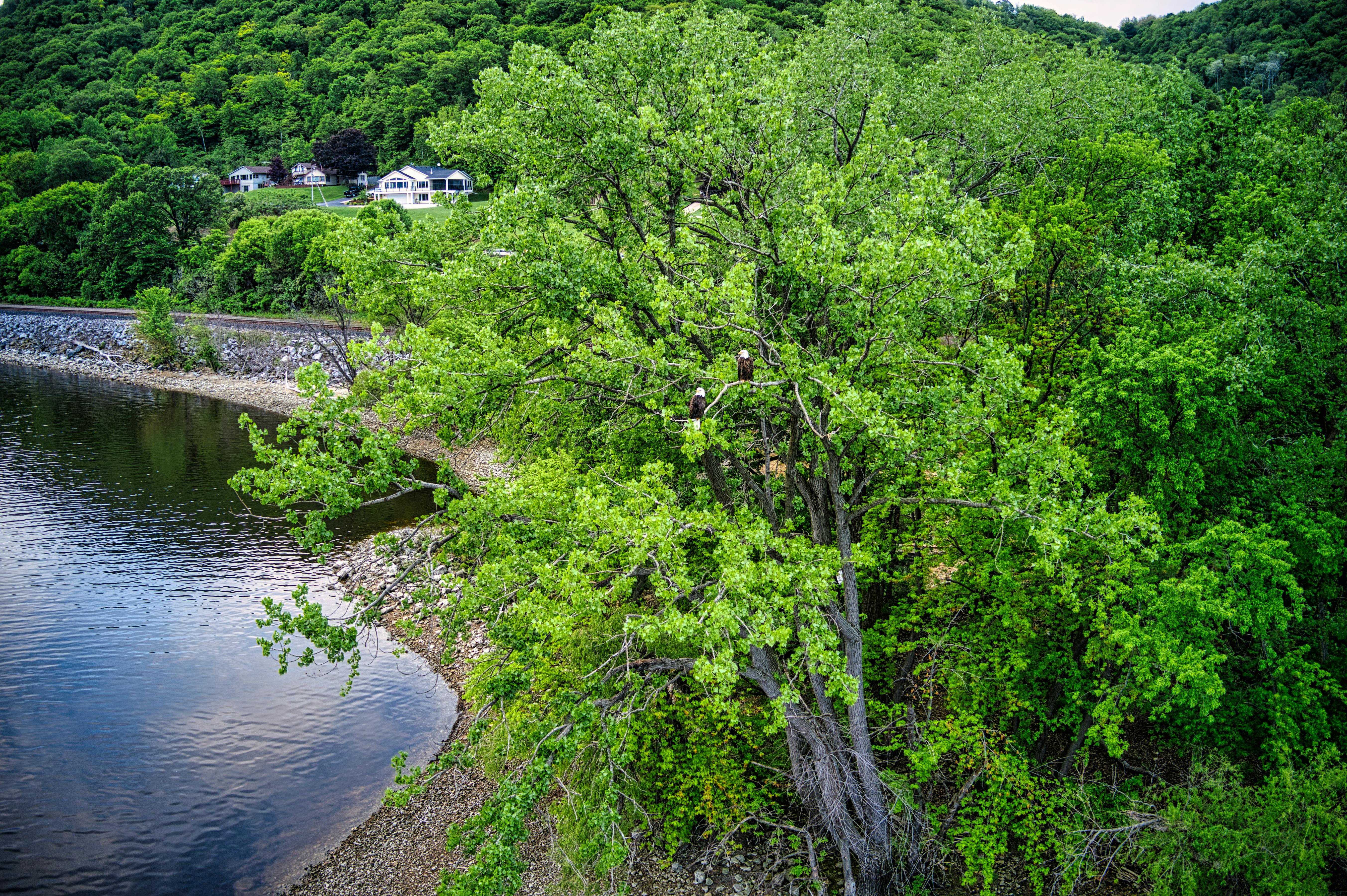 Trees Beside the River · Free Stock Photo