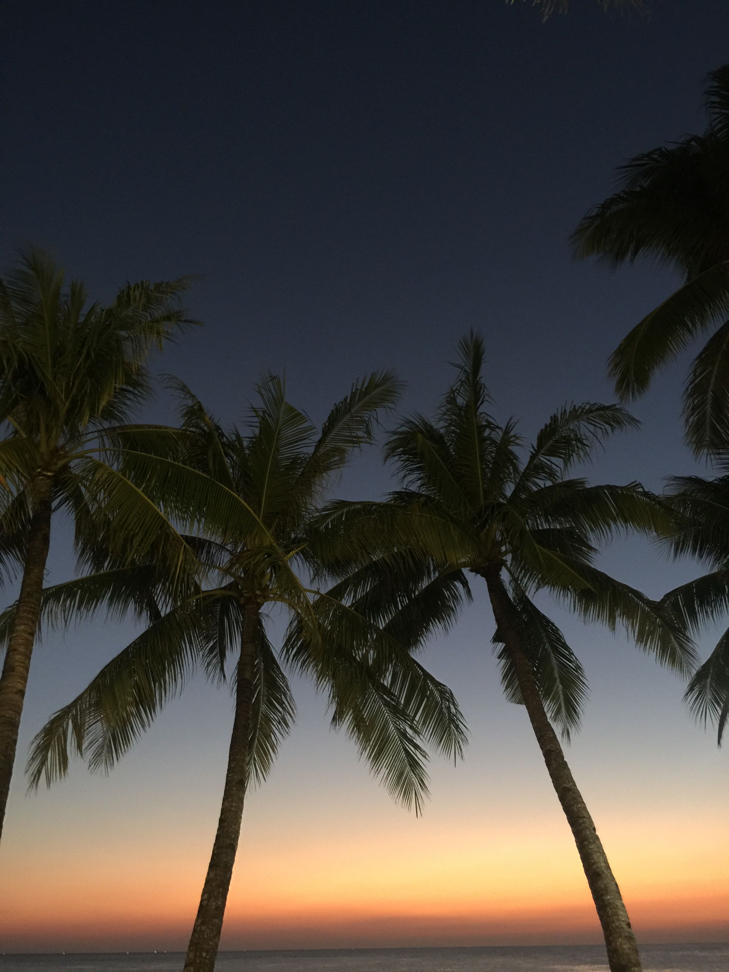 Palm Tree during Golden Hour · Free Stock Photo