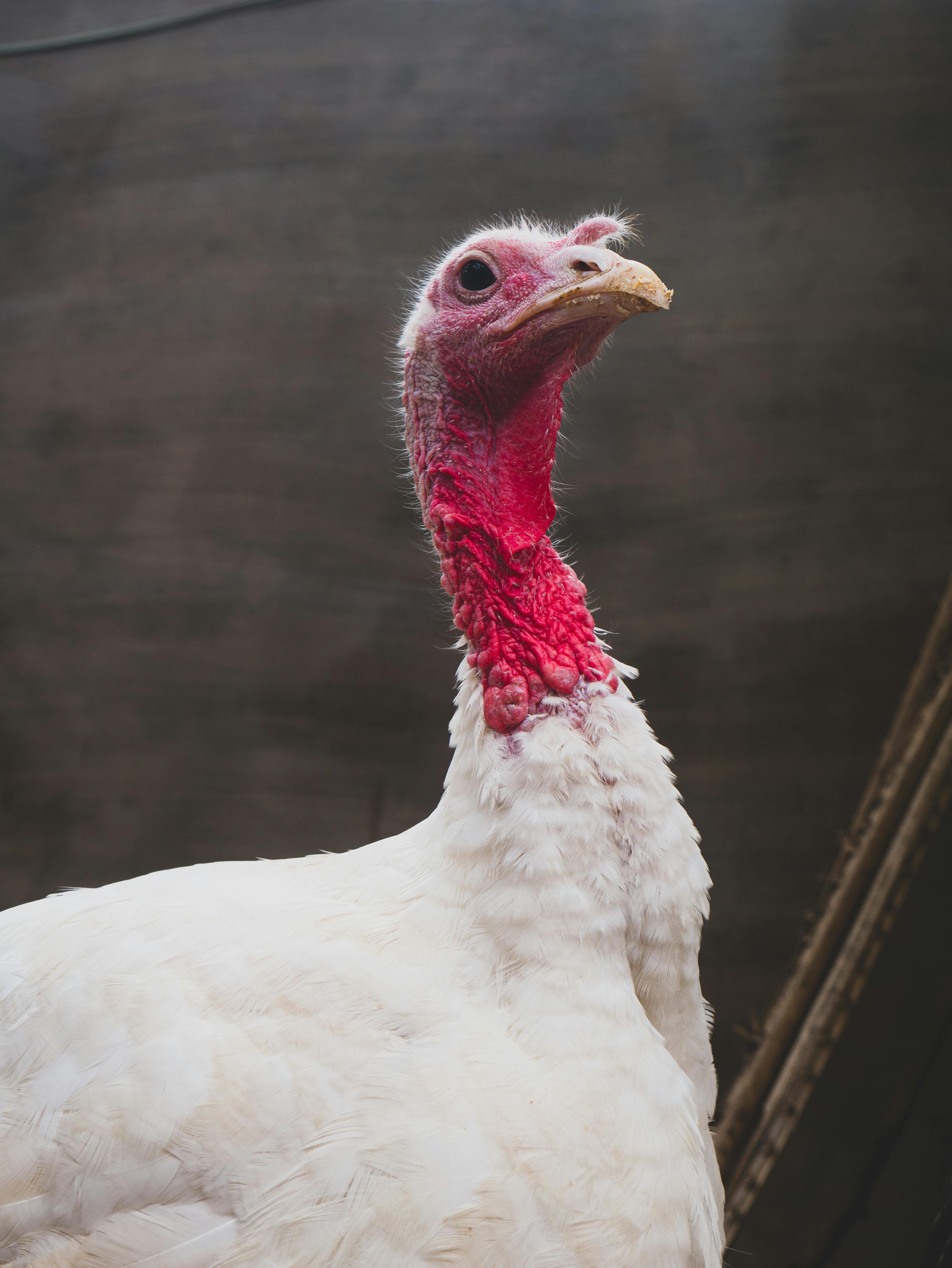 A Royal Palm Turkey · Free Stock Photo