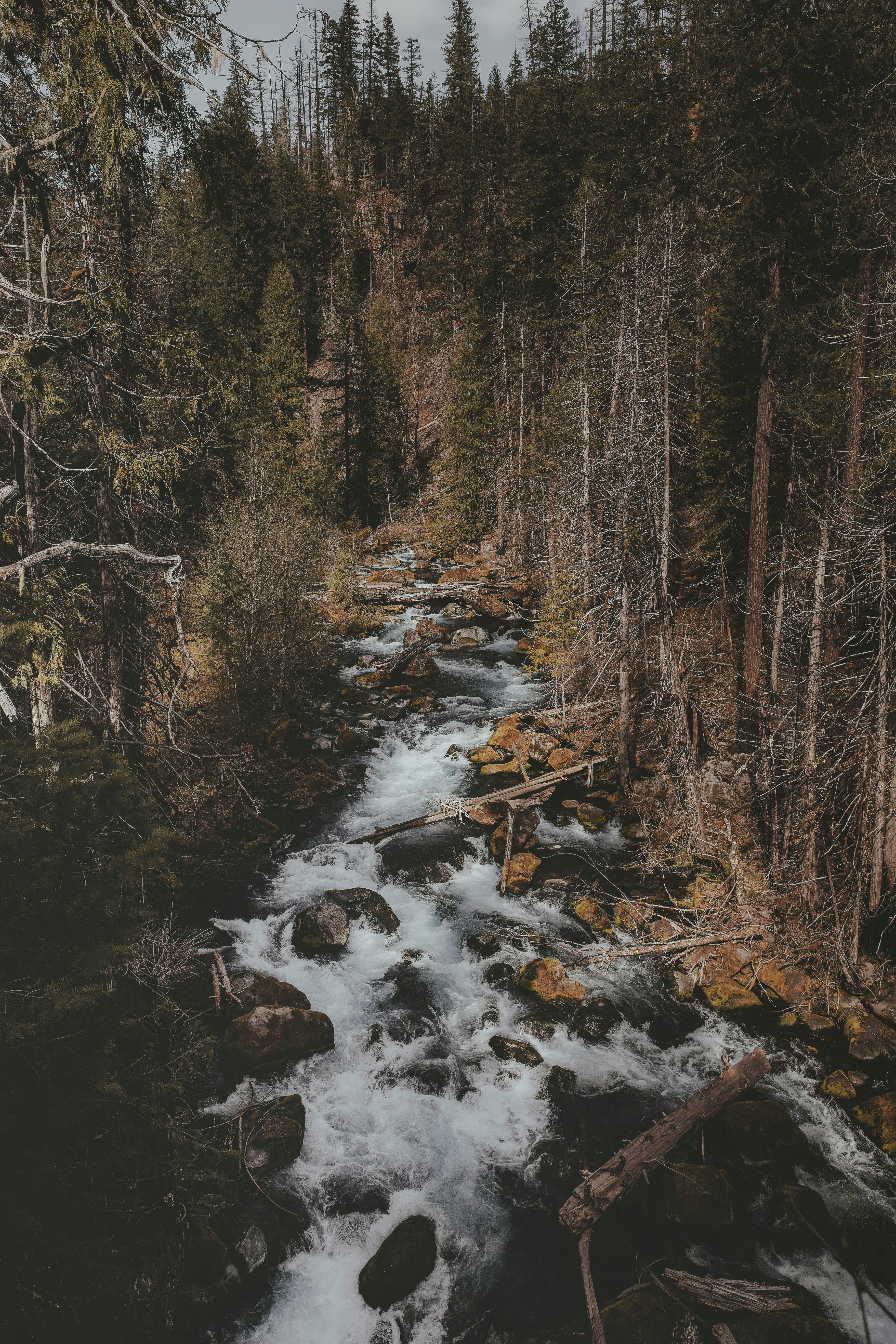 A Rocky River in the Forest · Free Stock Photo