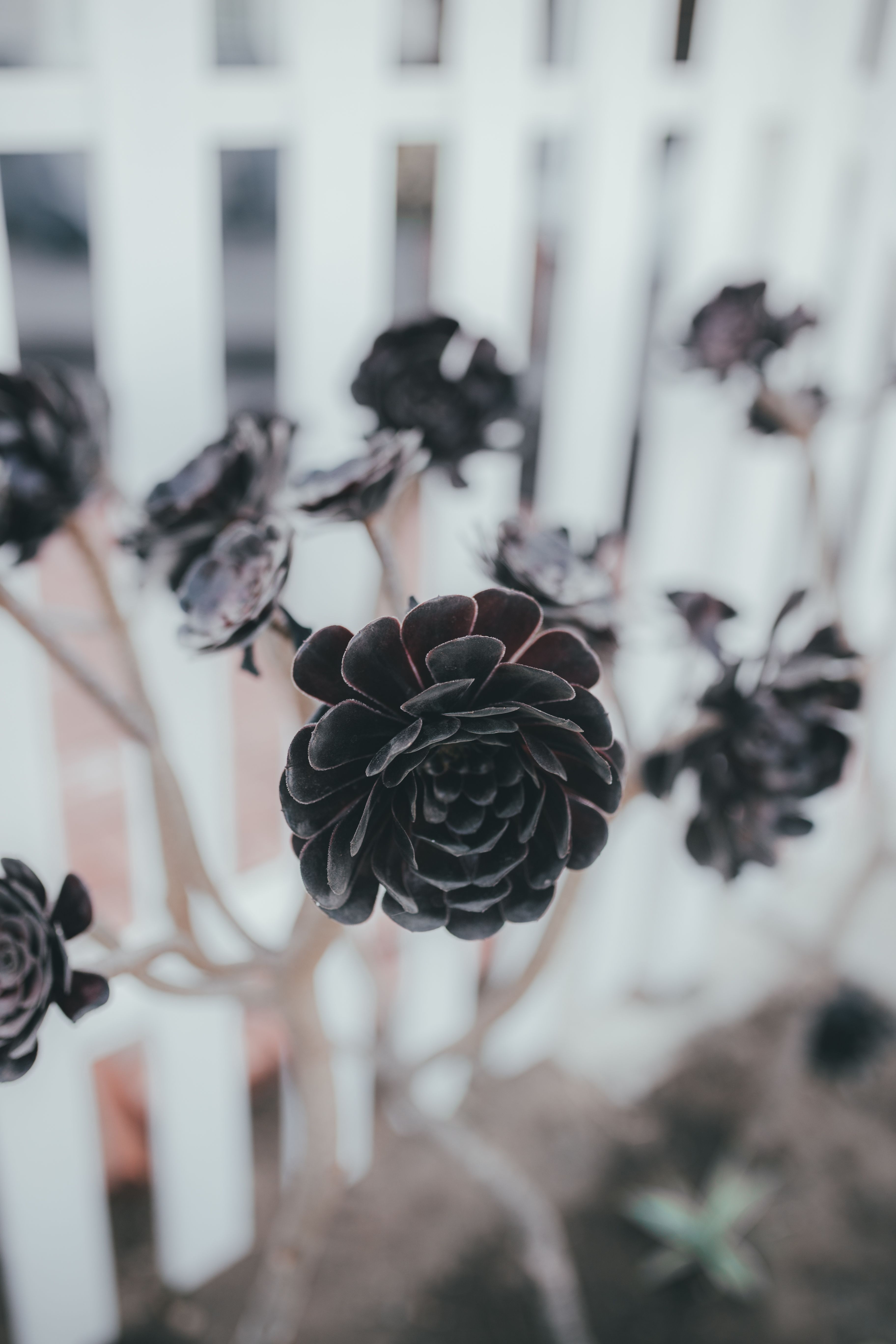 Black Flower in Close Up Photography · Free Stock Photo