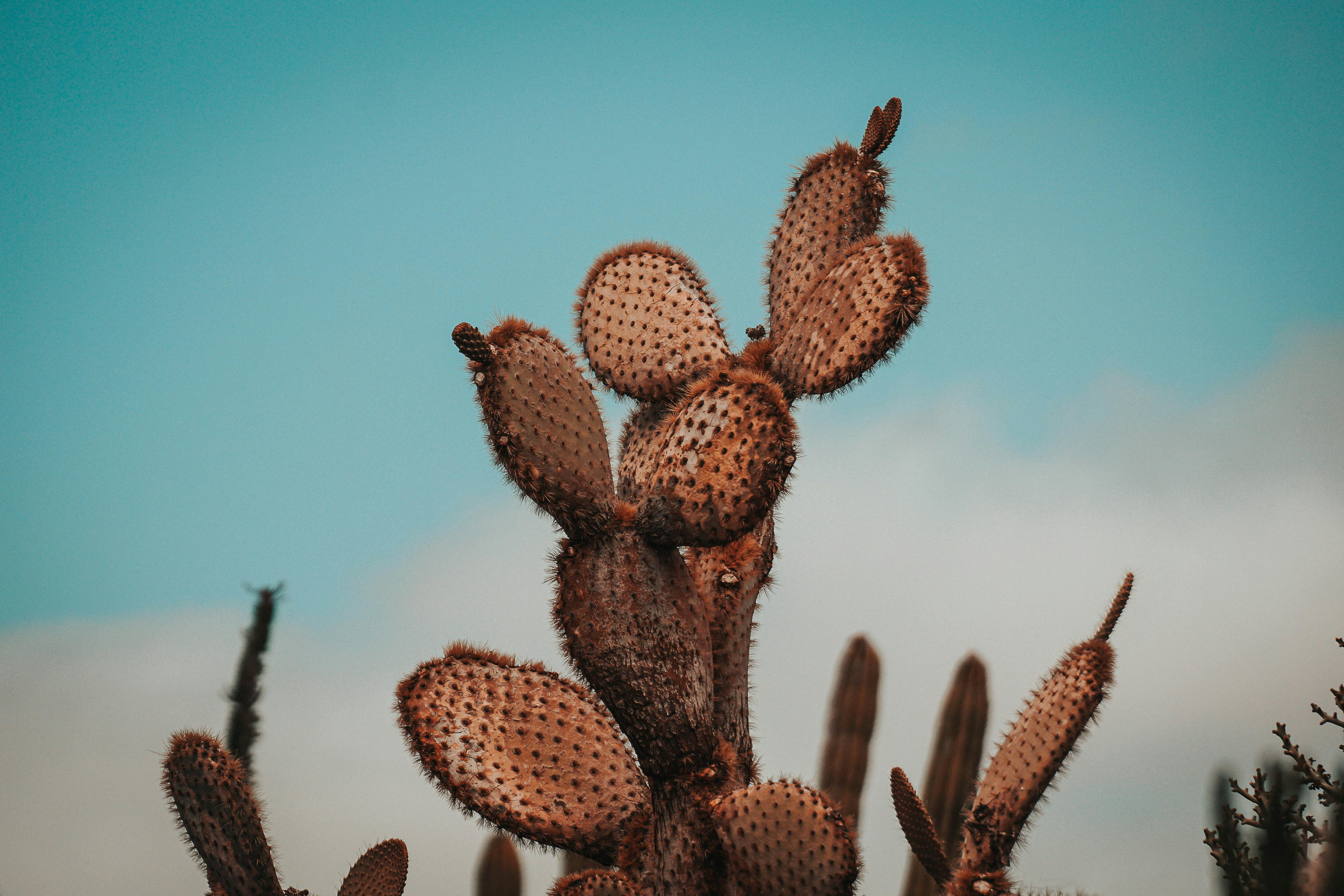 Close-Up Photo of a Brown Cactus Plant · Free Stock Photo