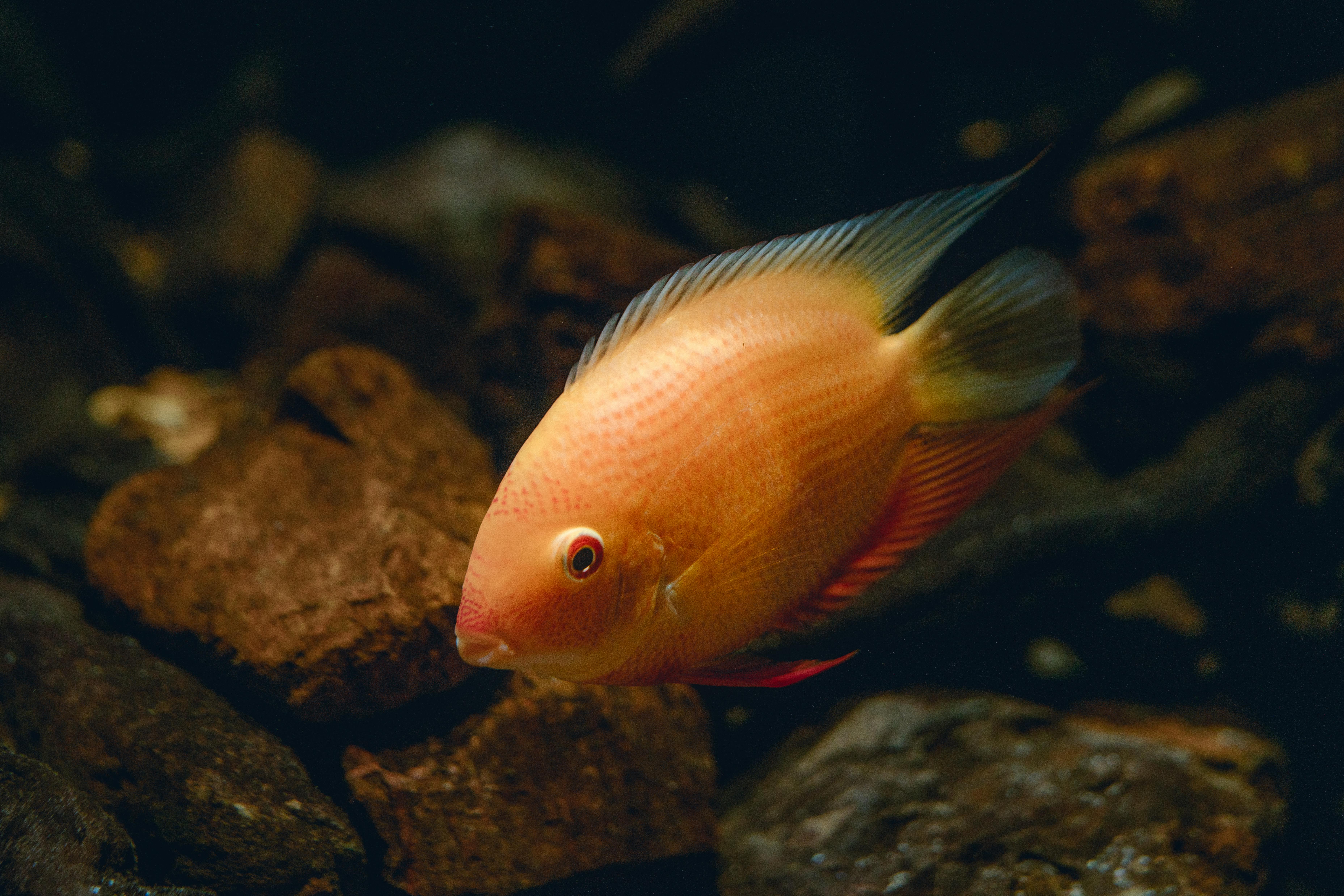 Close-Up Photograph of an Orange Fish · Free Stock Photo