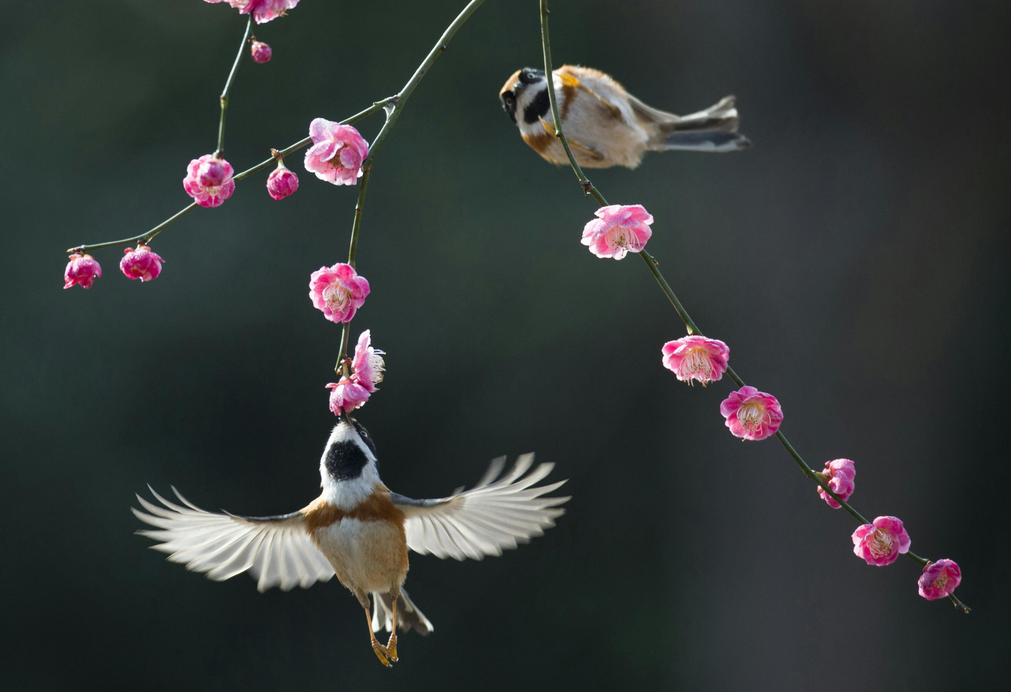 Birds Getting Flowers From a Plant · Free Stock Photo