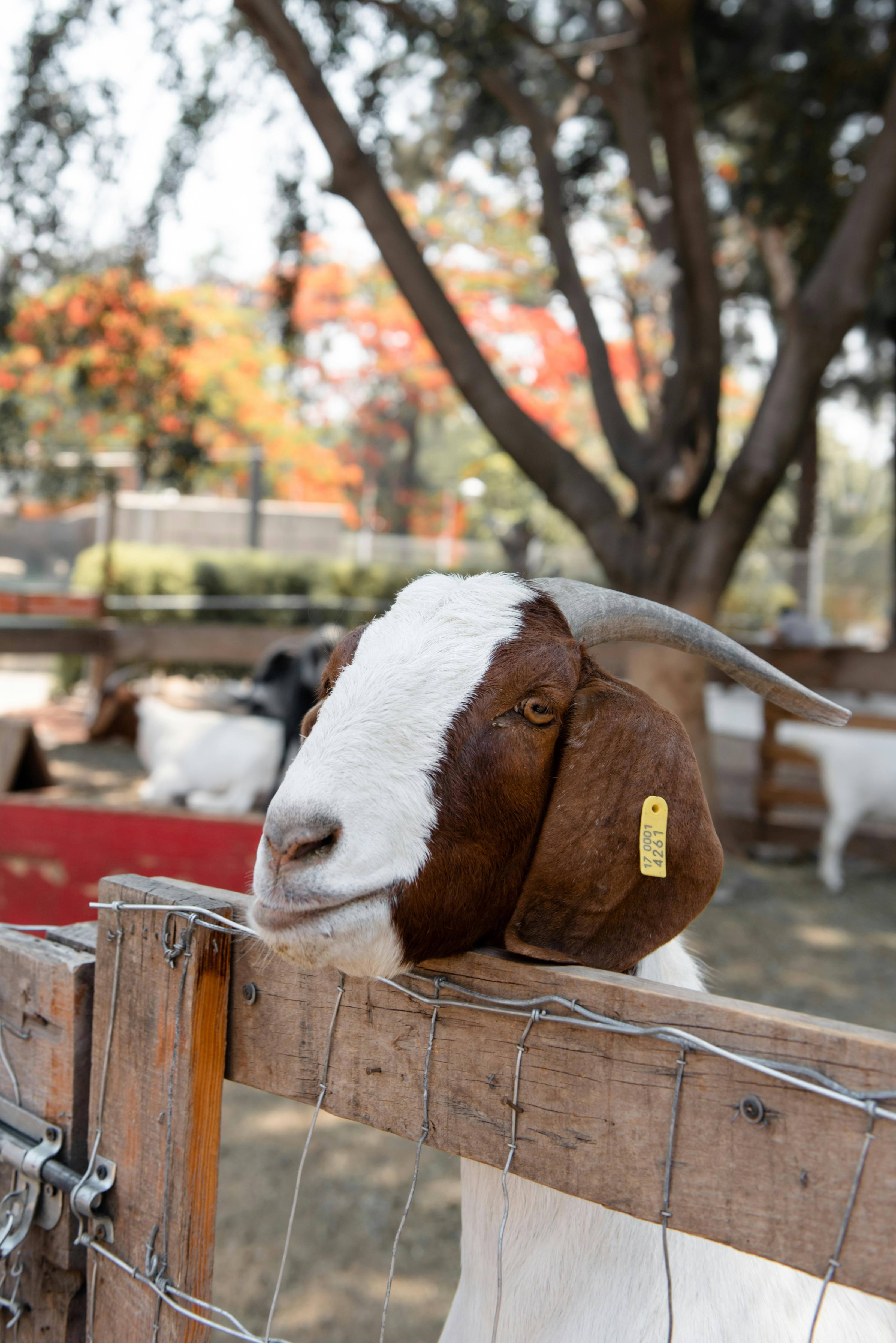 Goat Behind Wooden Fence · Free Stock Photo