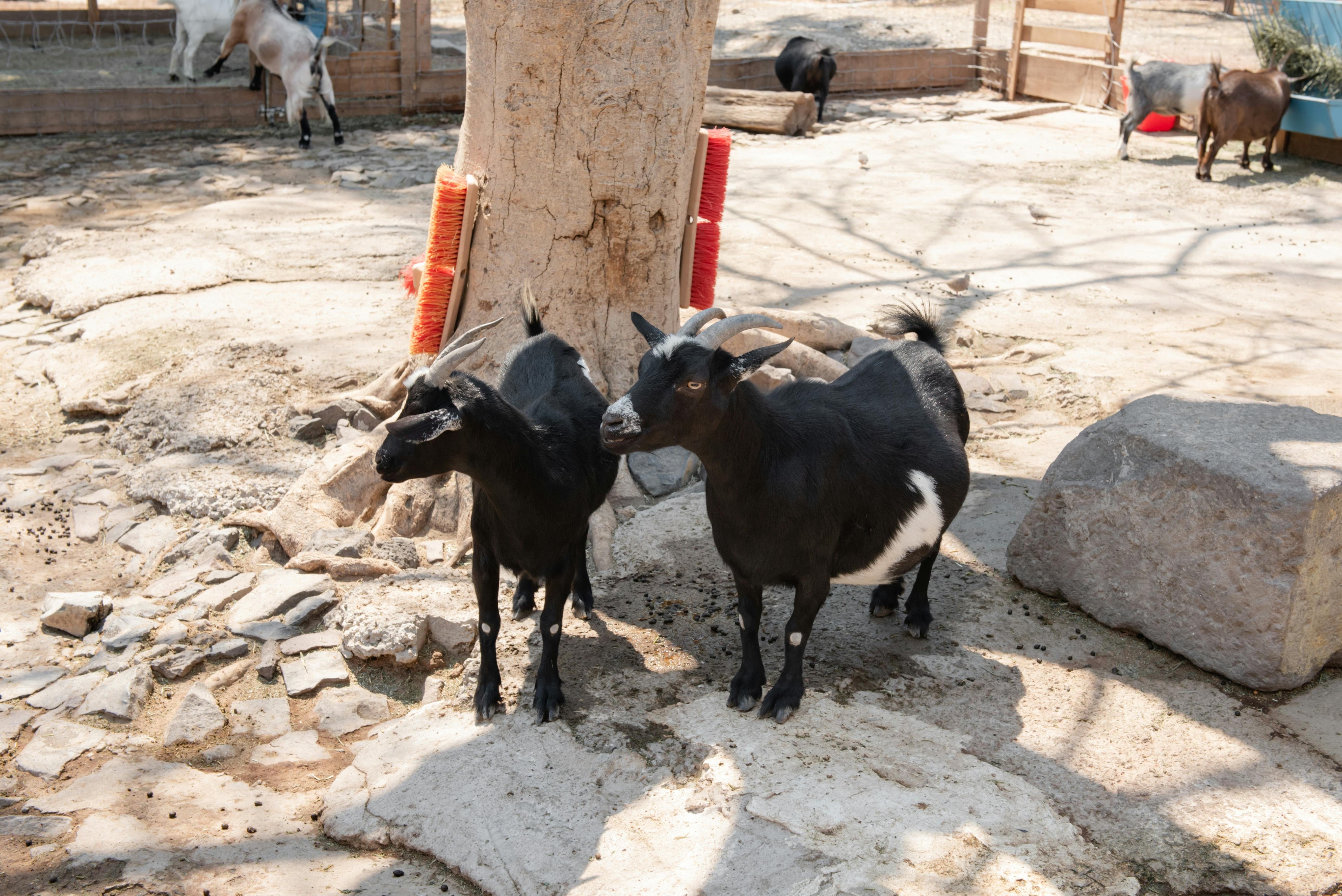 Photograph of Black Goats Near a Tree · Free Stock Photo