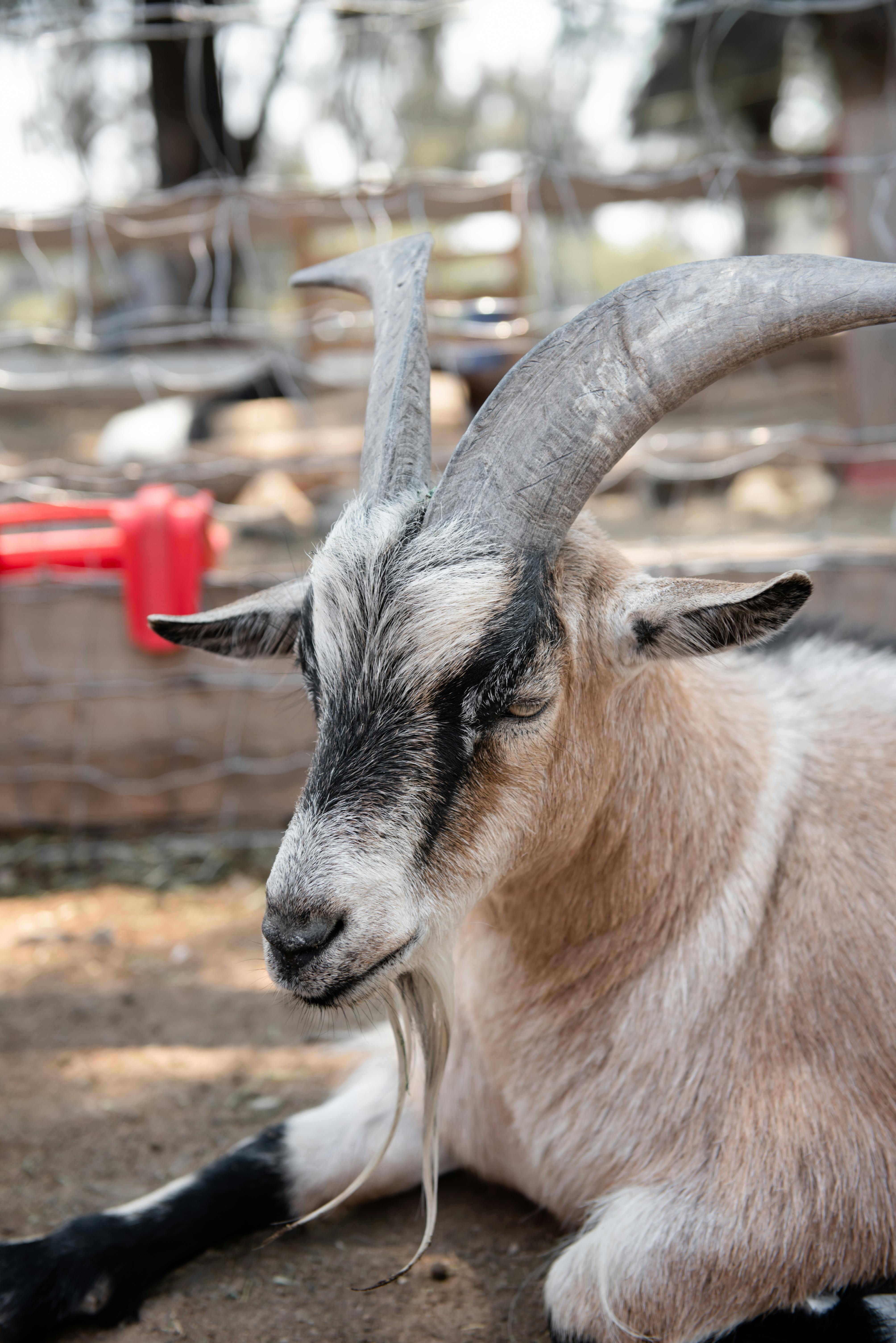 American Pygmy in Close Up Photography · Free Stock Photo