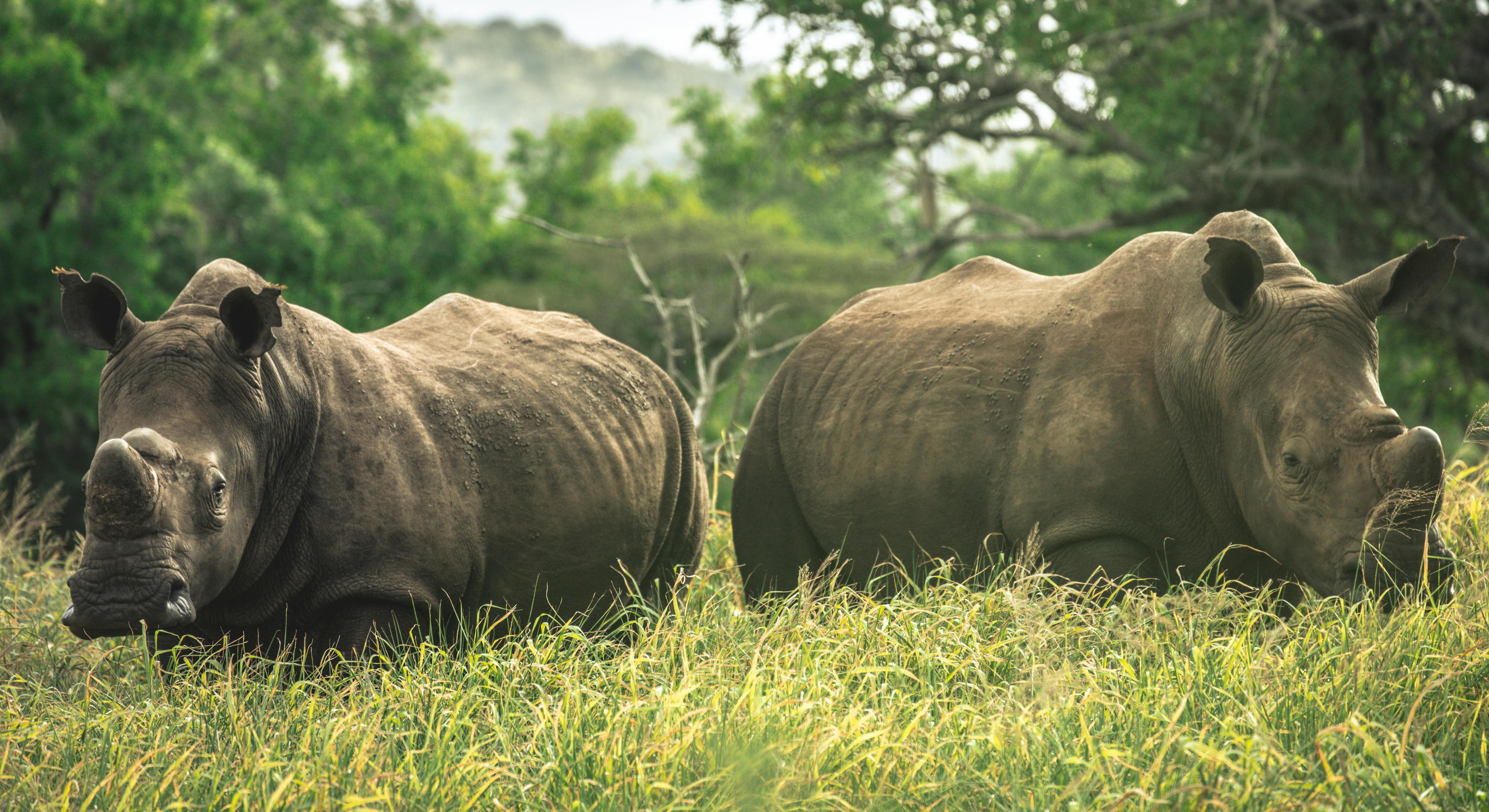Brown Rhinoceros on Green Grass Field · Free Stock Photo