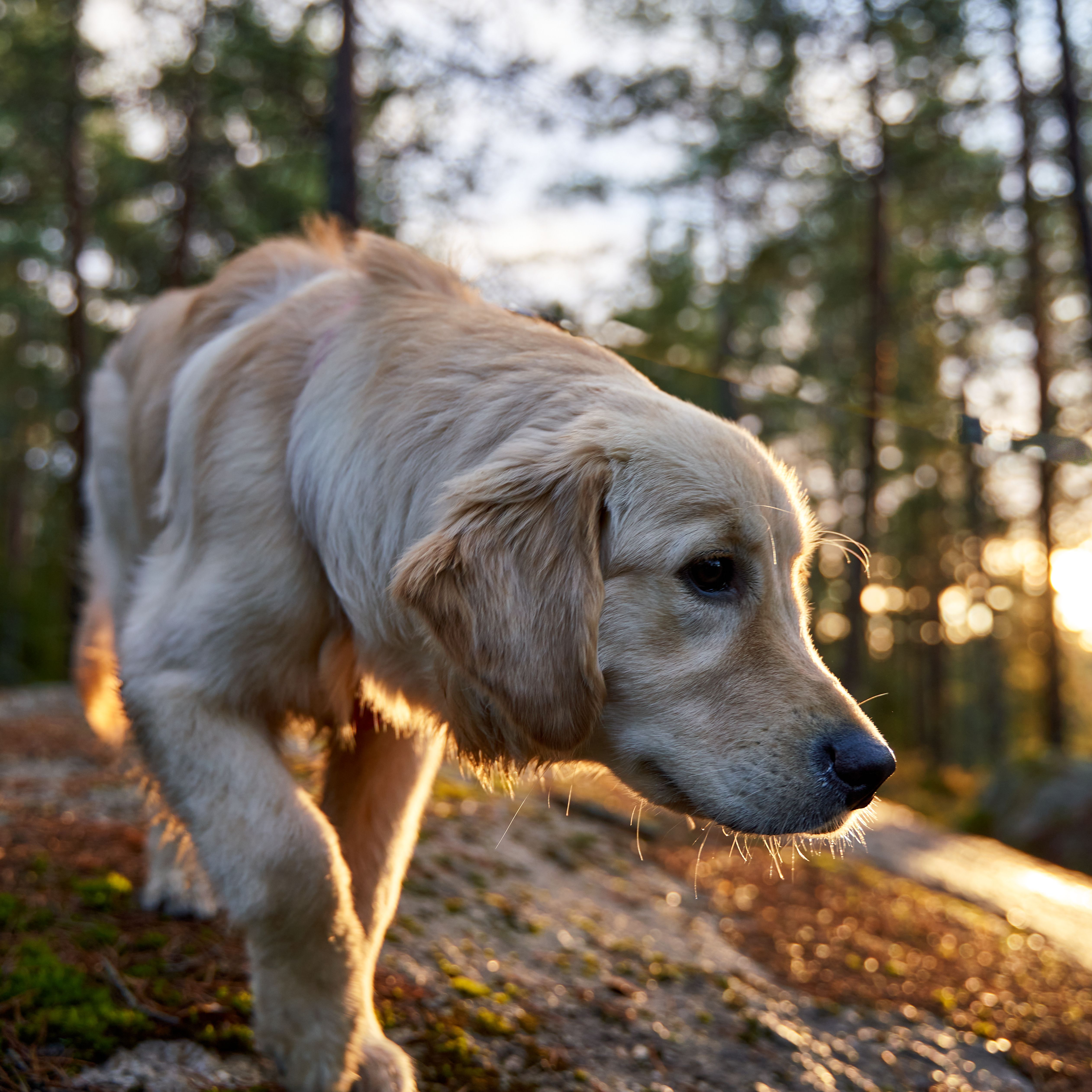 Golden Retriever in Close Up Photography · Free Stock Photo