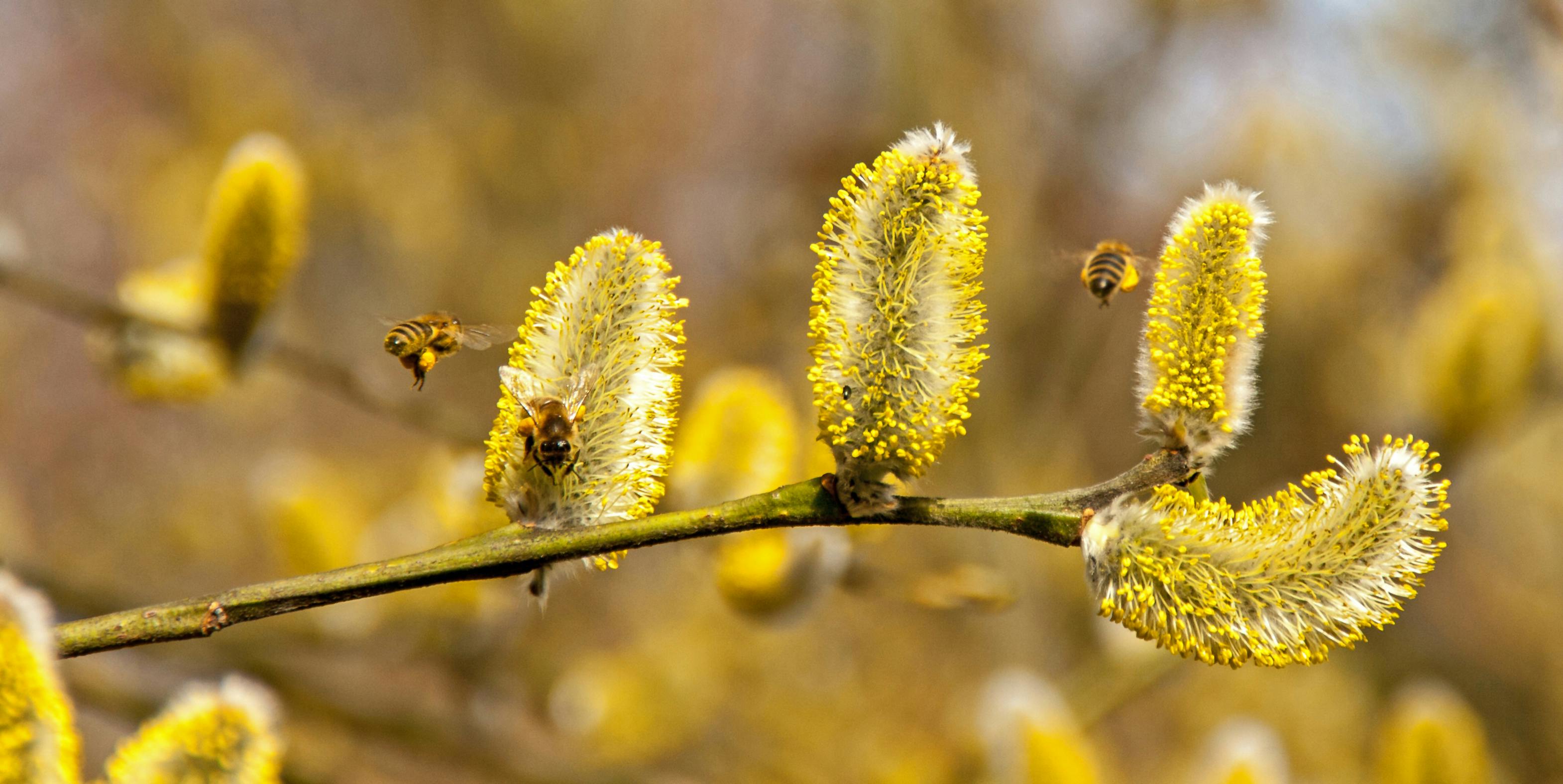 Free stock photo of baum, baüme, birken