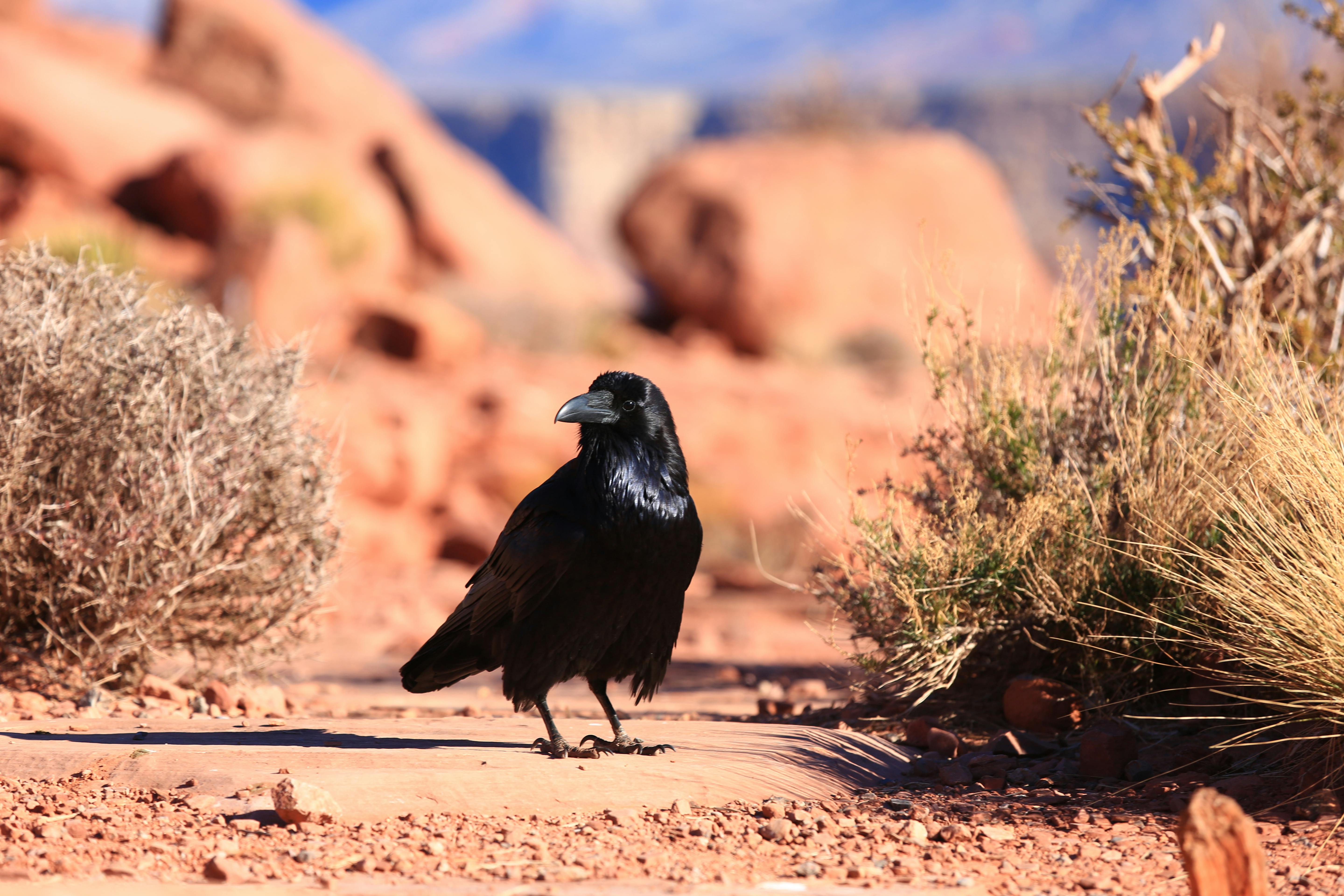 Crow Near Plants · Free Stock Photo