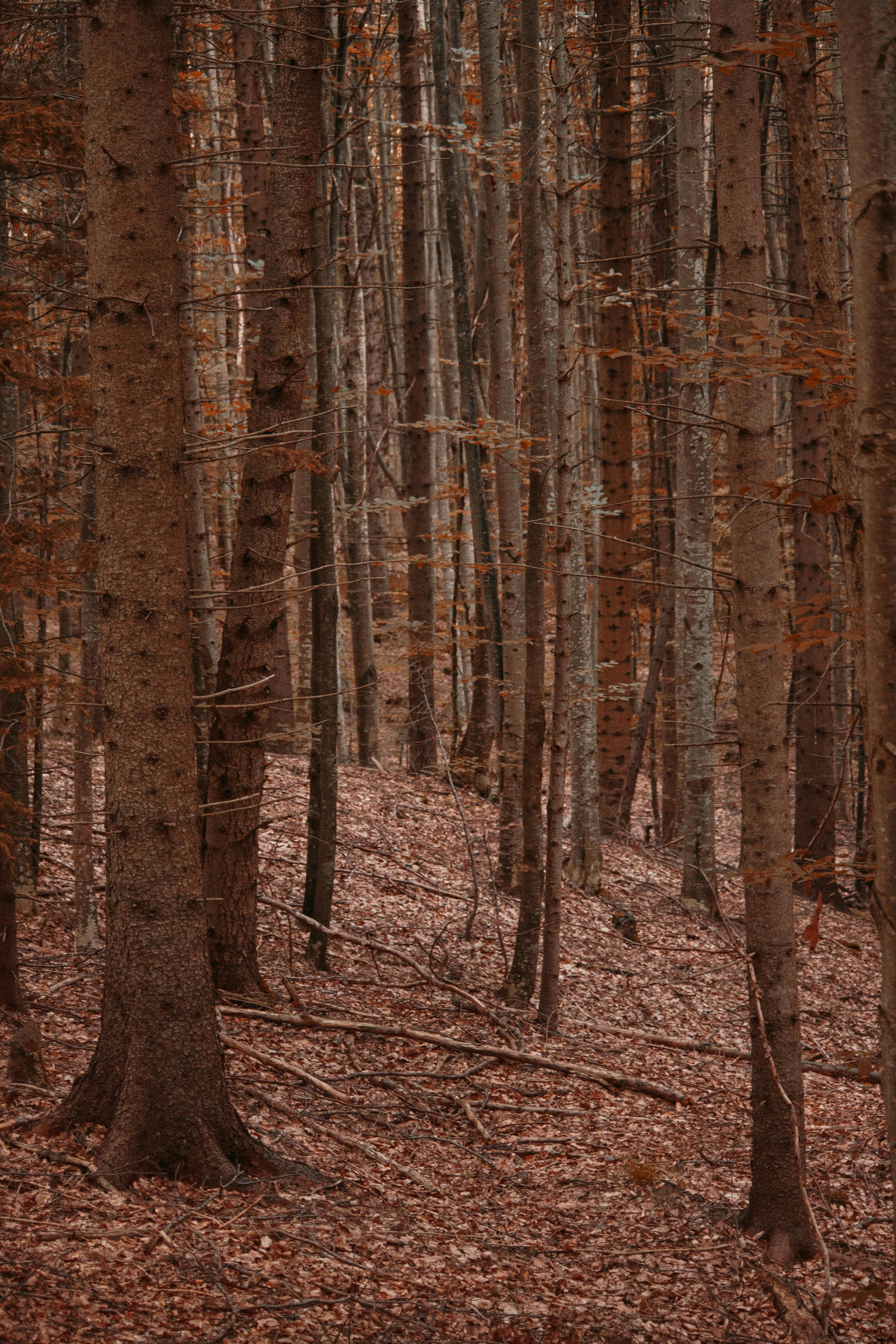 Brown Tall Trees in the Forest · Free Stock Photo