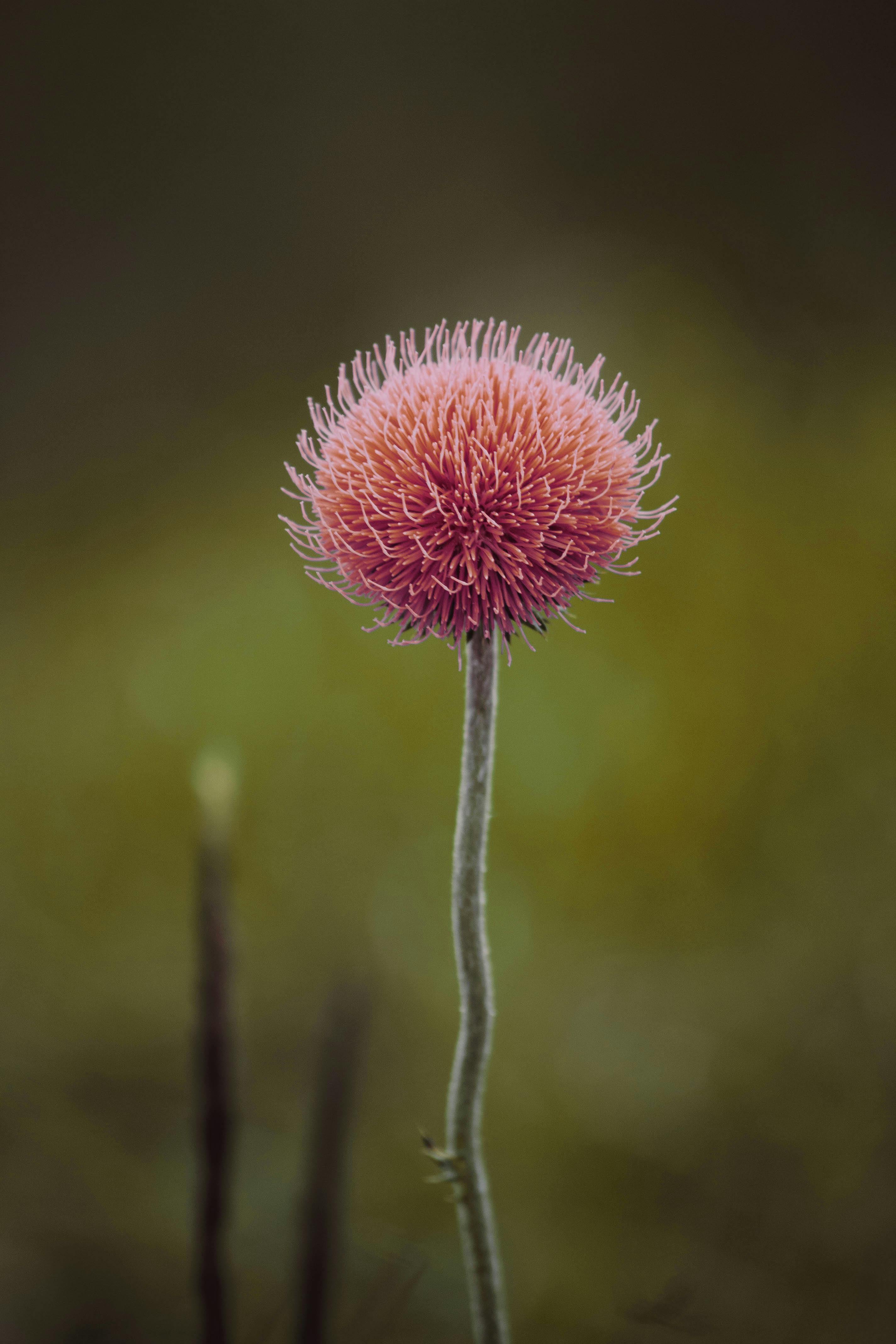 Close-up Shot of a Prickled Flower · Free Stock Photo