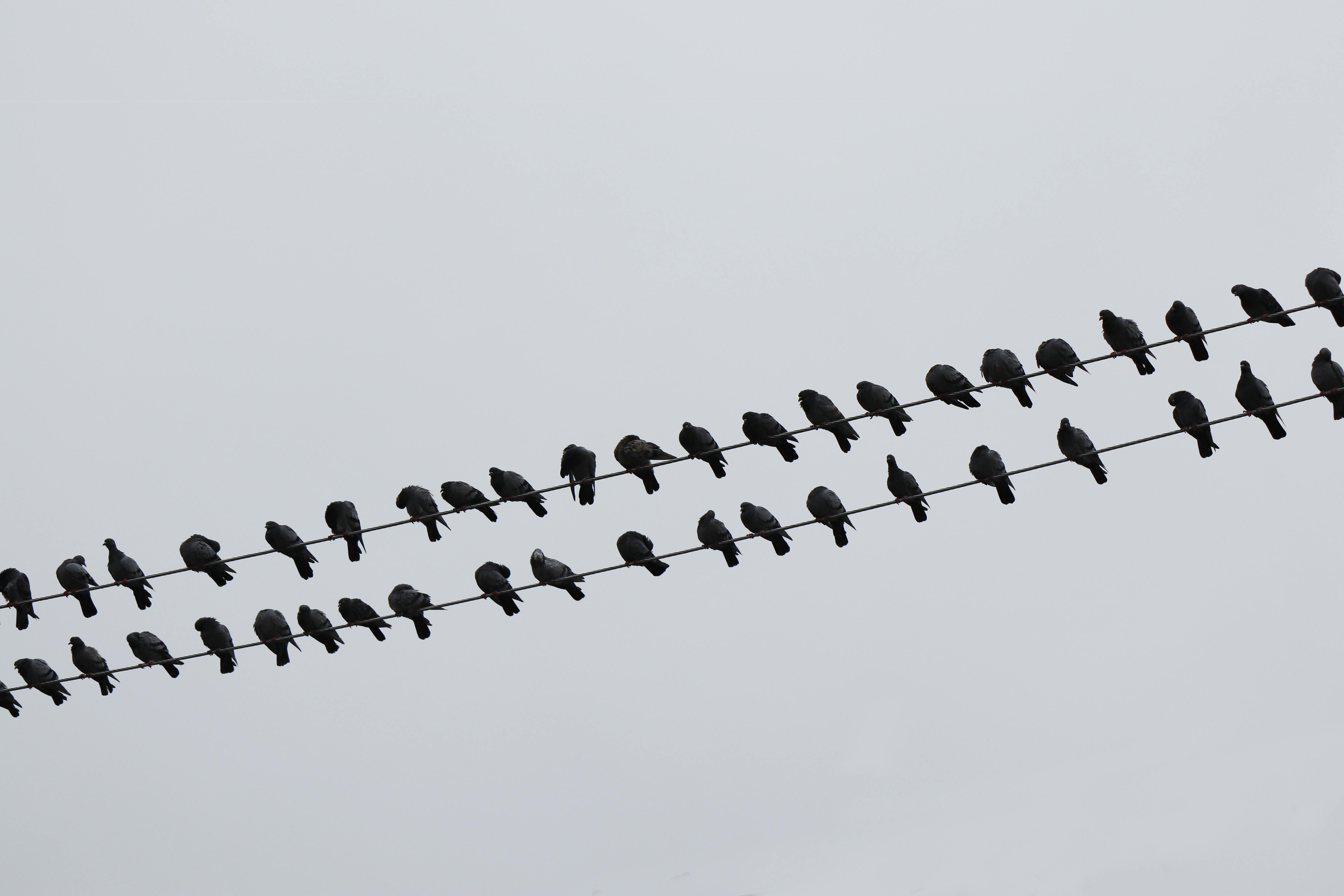 Bird On Cable Wire · Free Stock Photo