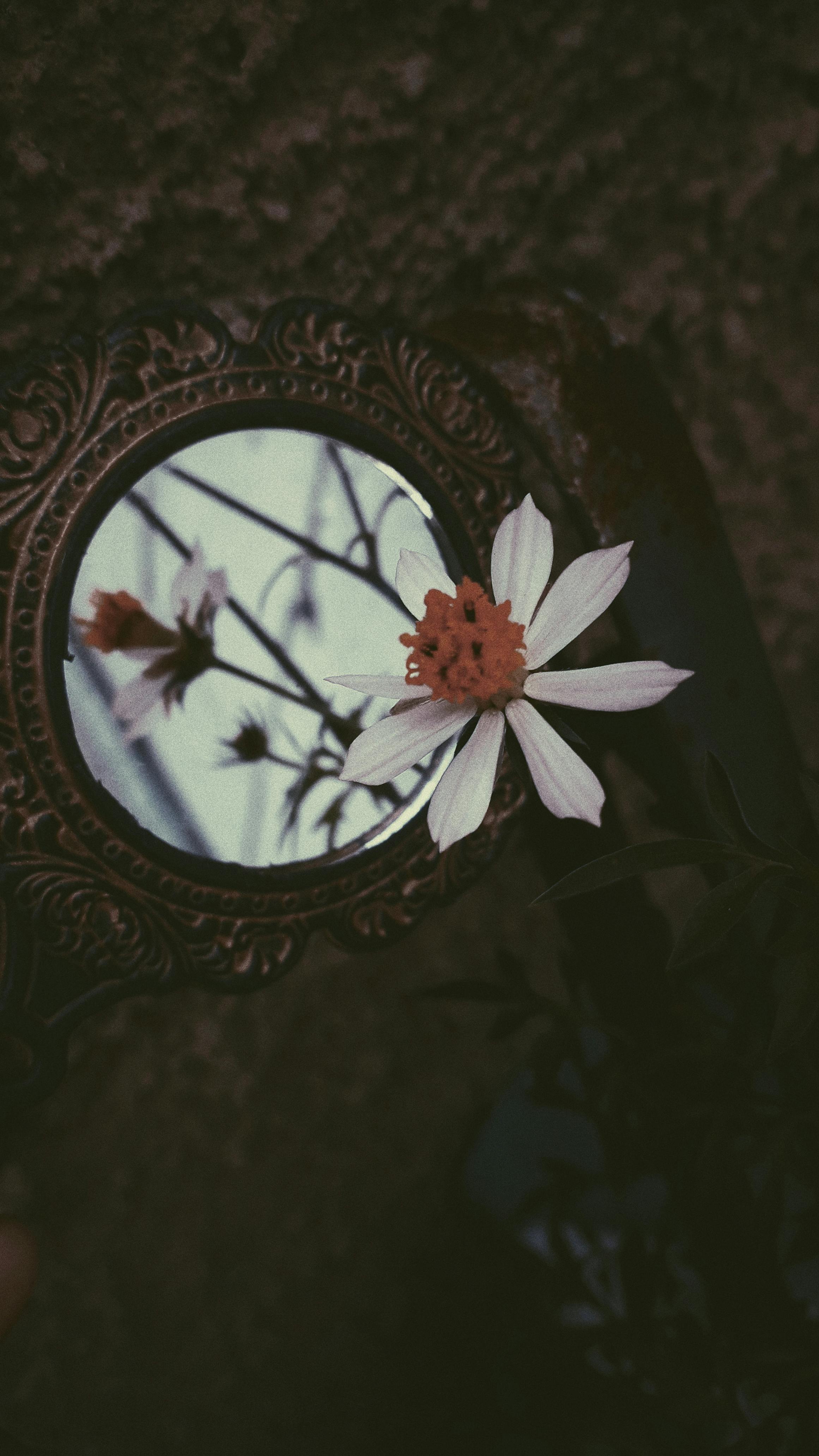 White Petaled Flower Reflection From Small Round Mirror · Free Stock Photo