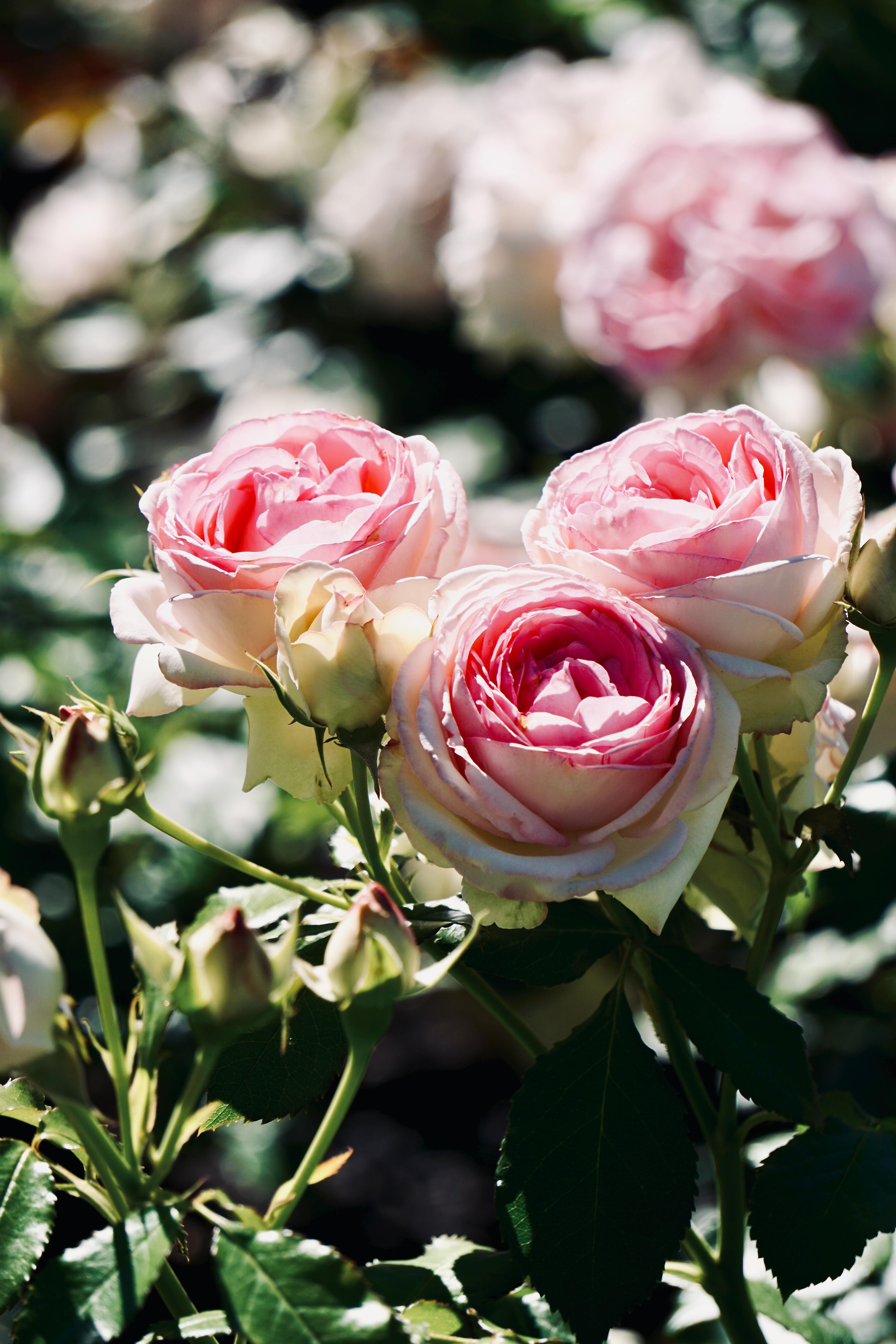 Pink Roses Growing in Garden · Free Stock Photo
