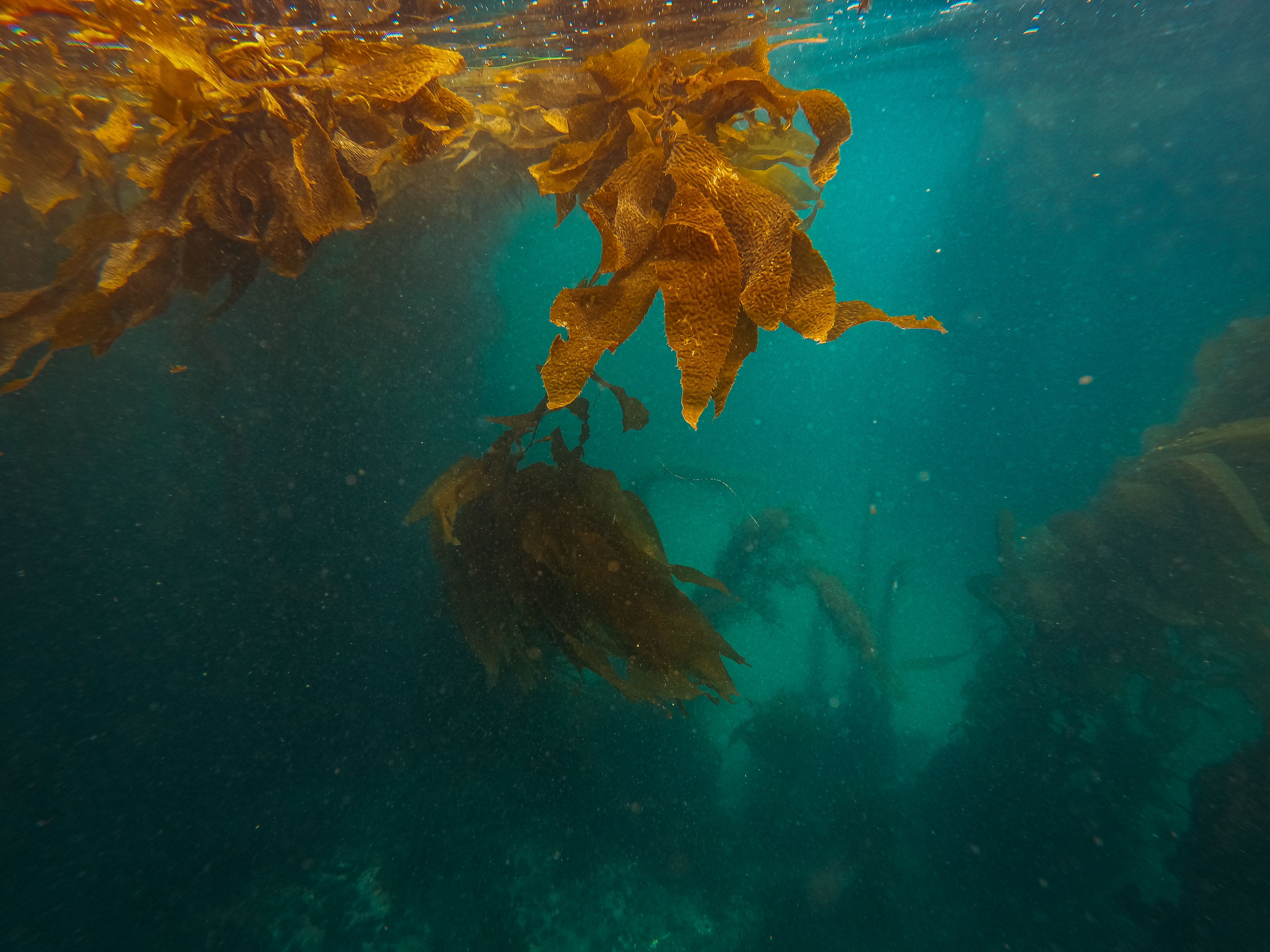 Underwater 4k Photos, Download The BEST Free Underwater 4k Stock Photos ...