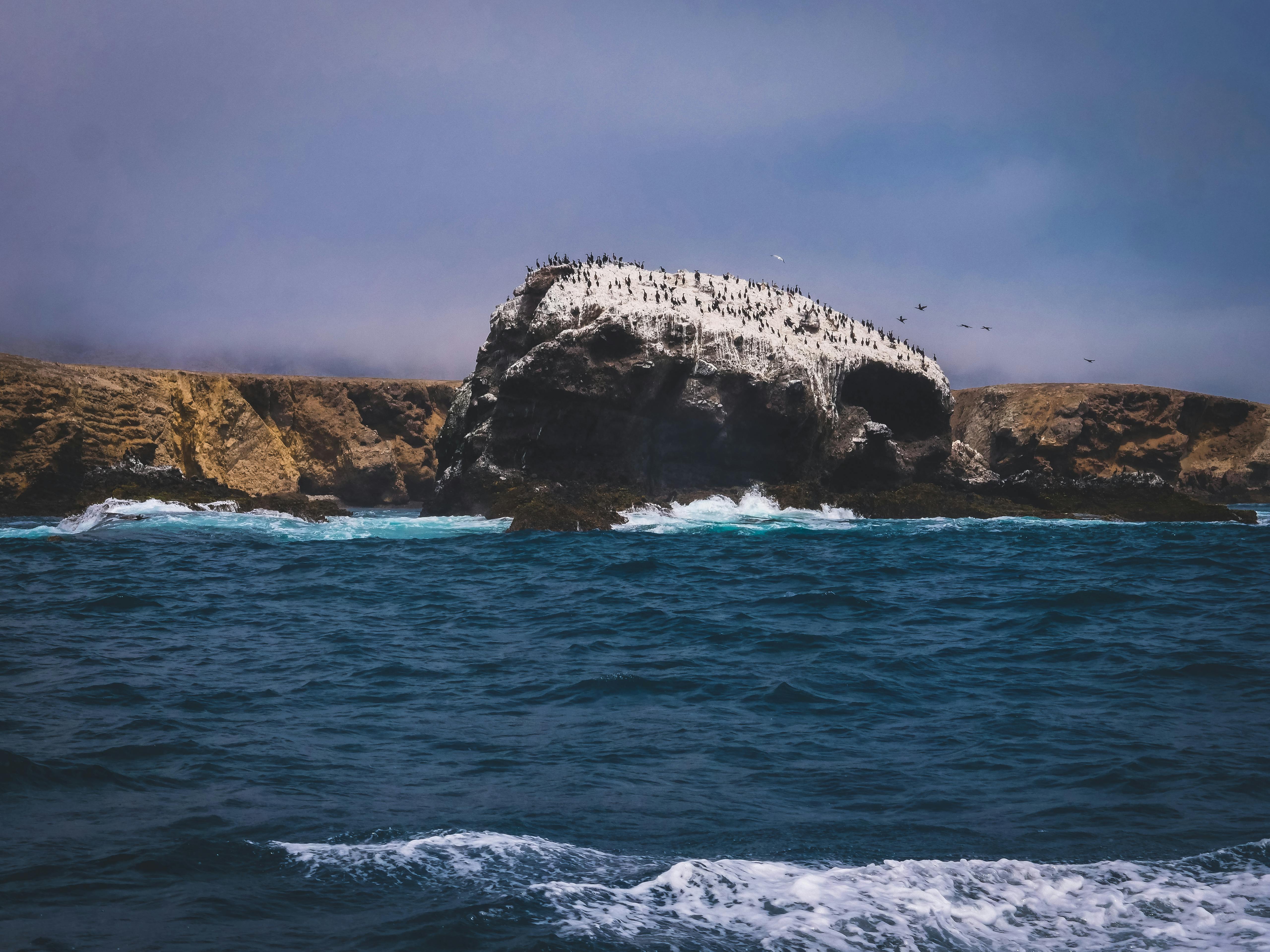 Sea Birds Sitting on the Rock in the Ocean · Free Stock Photo