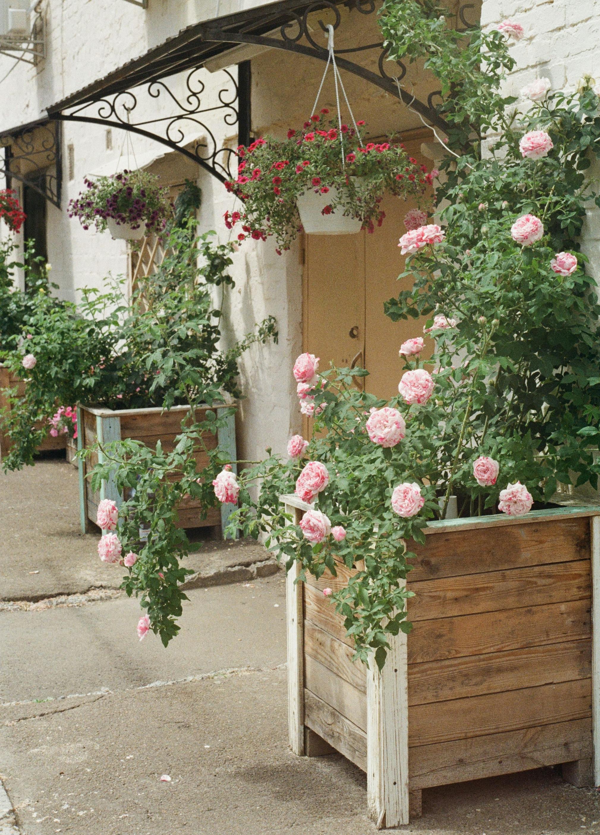 Pink Flowers In Bloom on Plant Boxes · Free Stock Photo