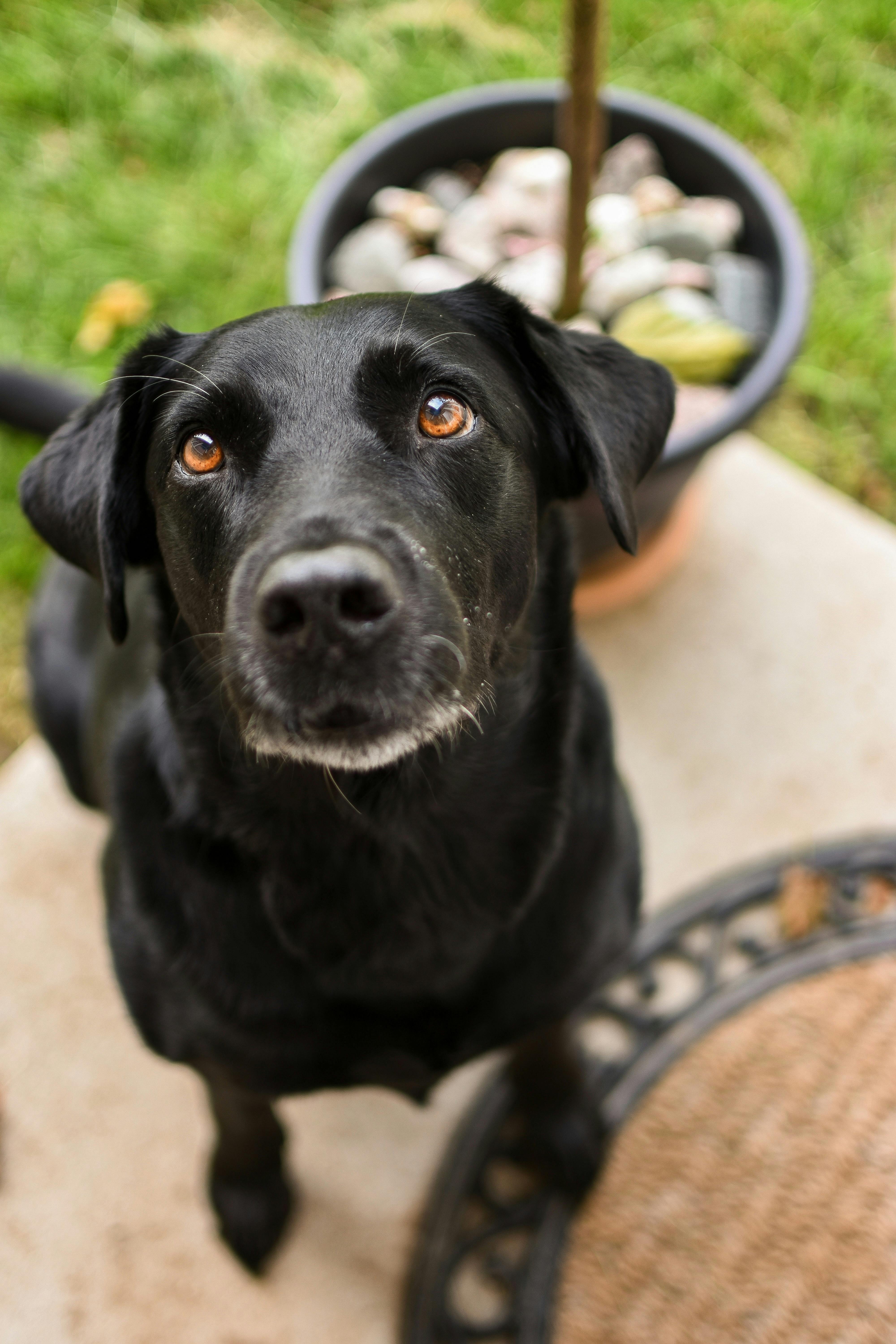 Black Labrador Retriever Sitting · Free Stock Photo