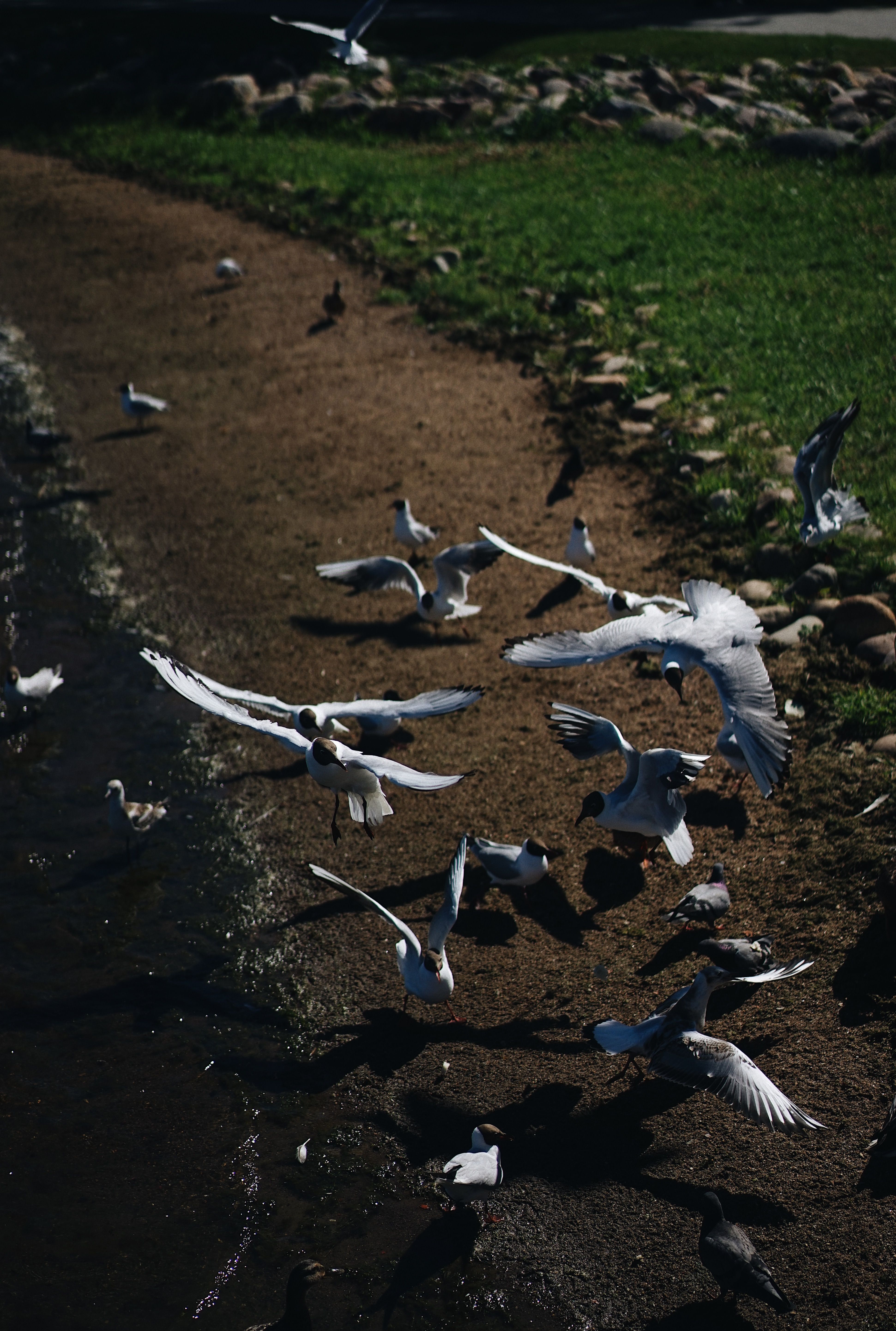 Birds on a Pathway · Free Stock Photo