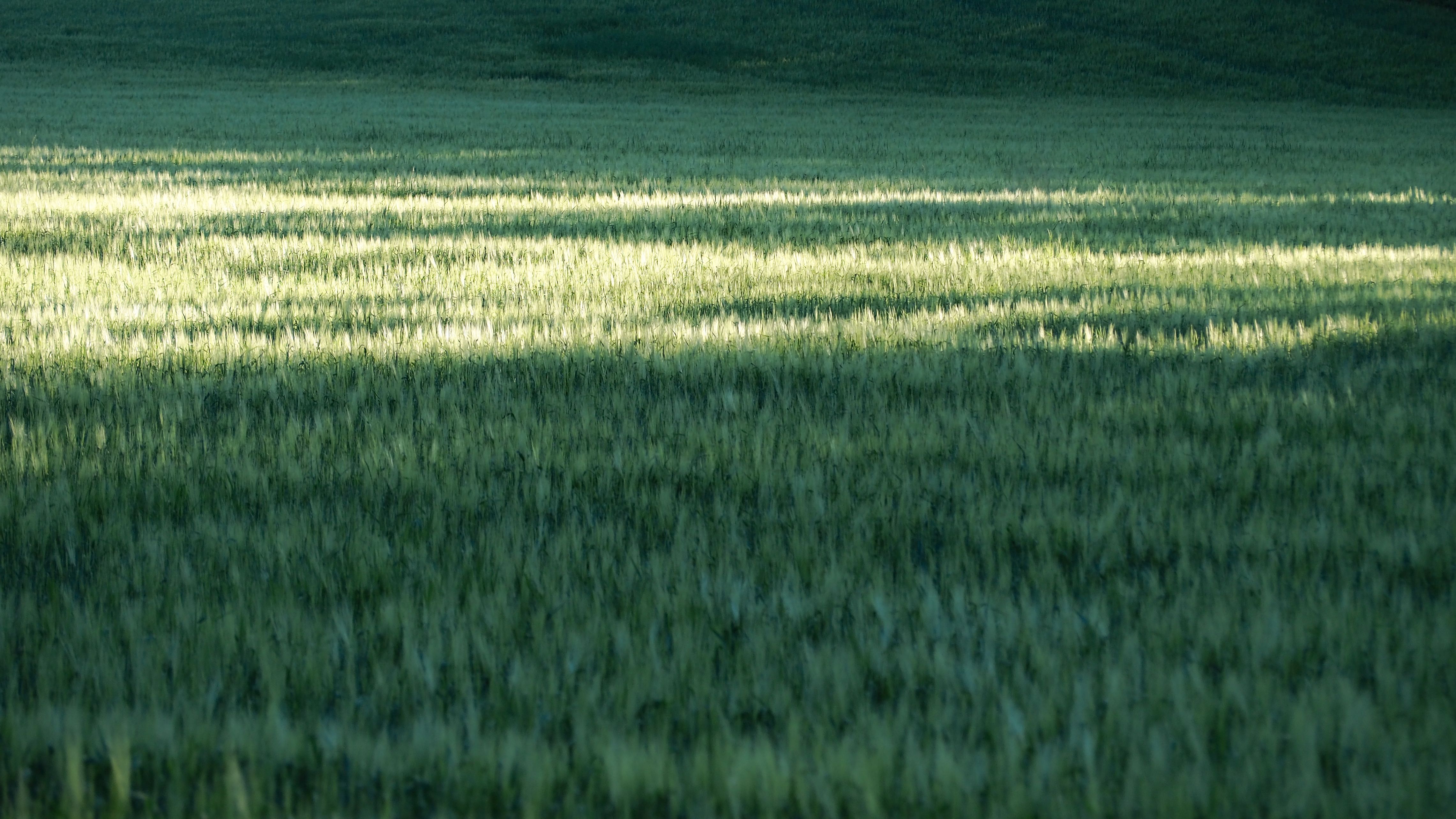 Green Grass Field · Free Stock Photo
