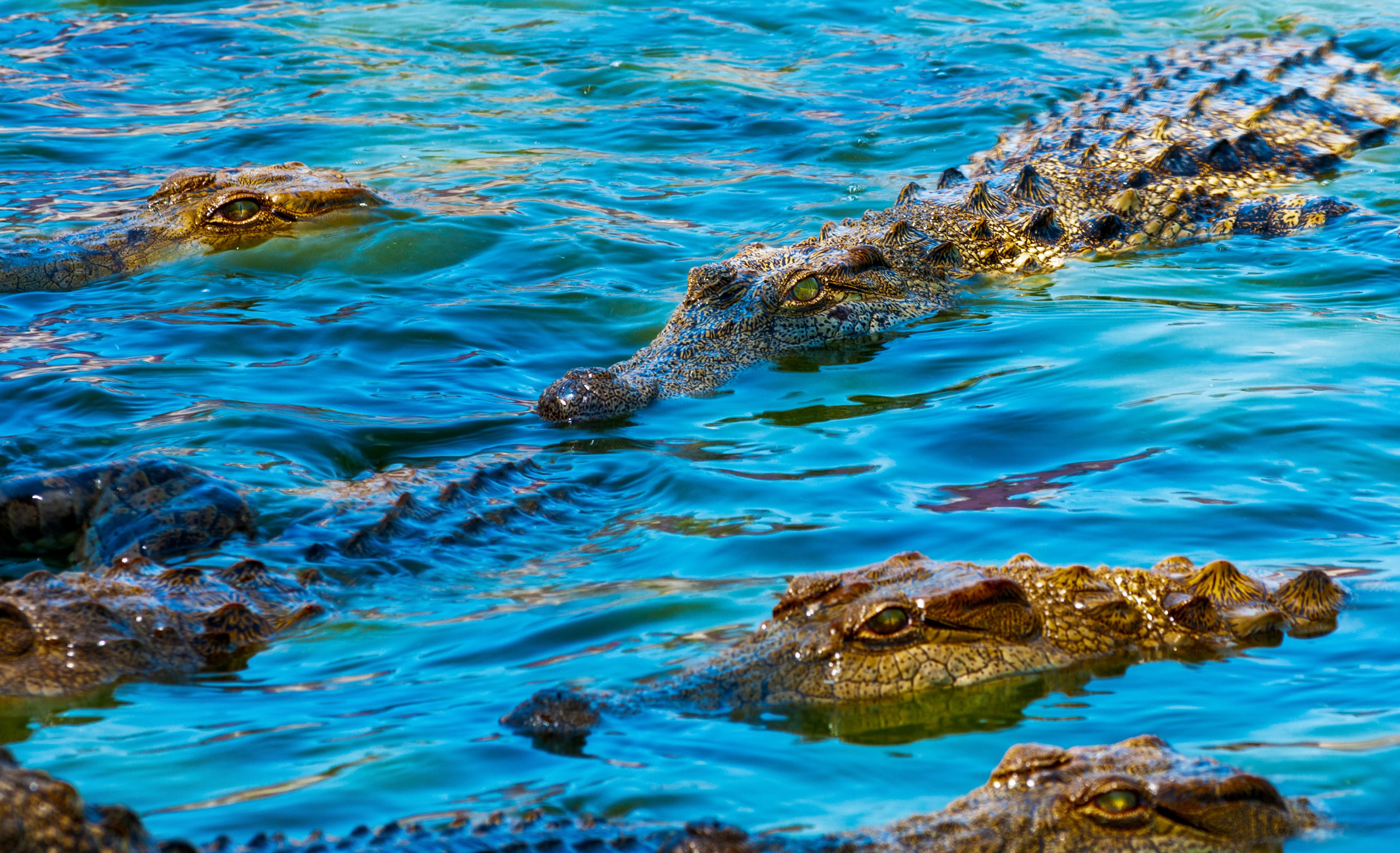 Crocodiles in the Water · Free Stock Photo