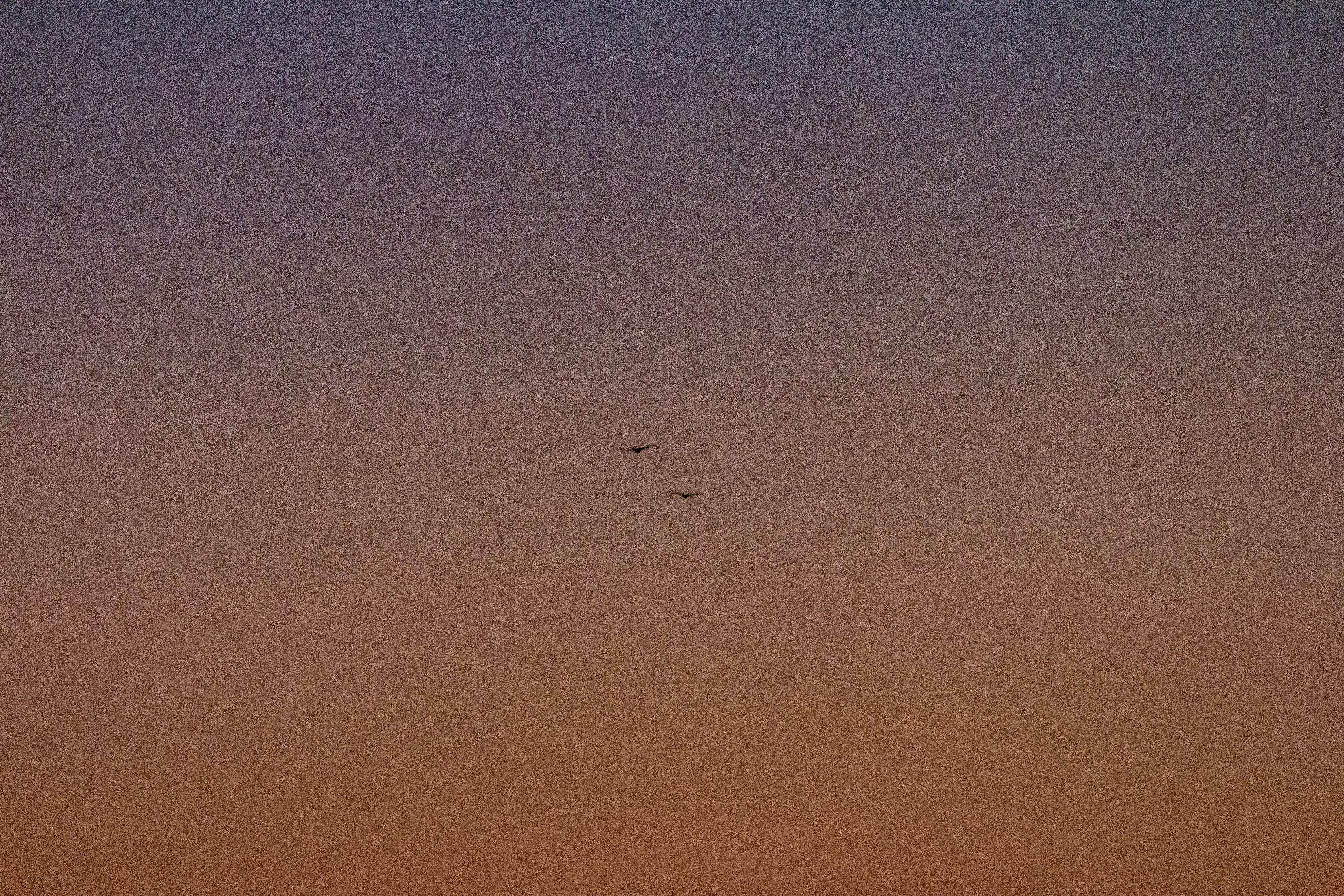 White Airplane Flying in the Sky · Free Stock Photo